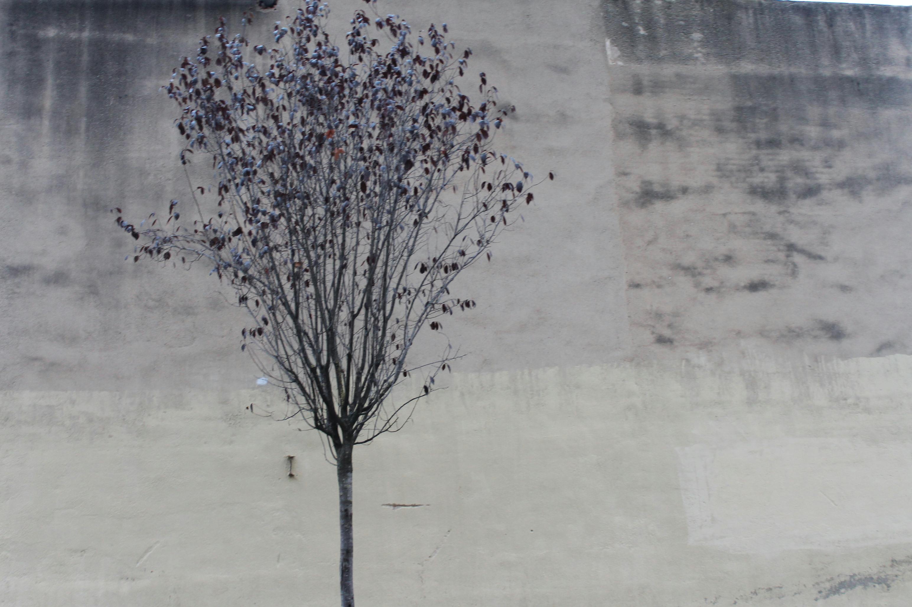 Photo of a Tree with Wall in Background · Free Stock Photo