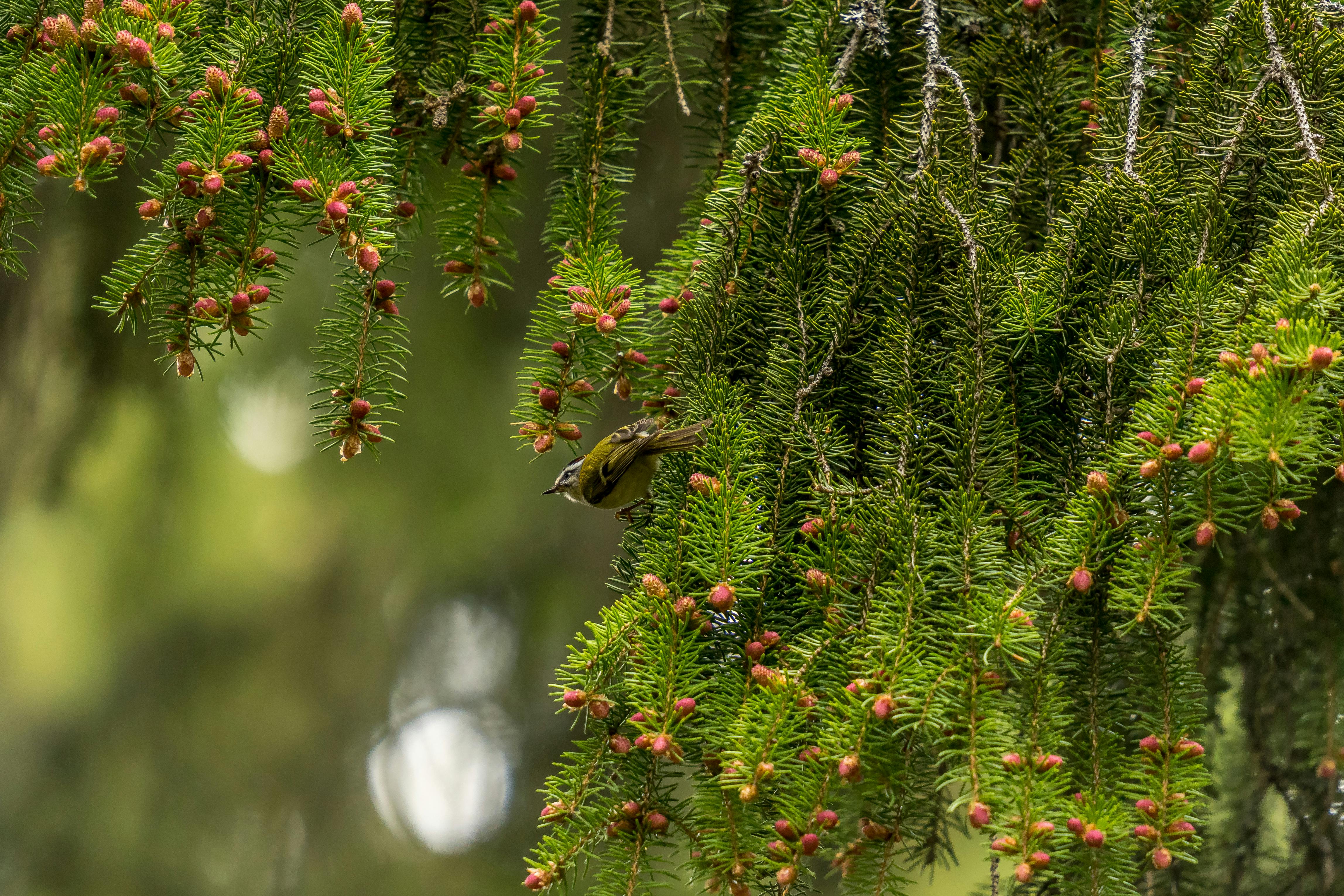 Flight Of Black Bird Above Tree · Free Stock Photo
