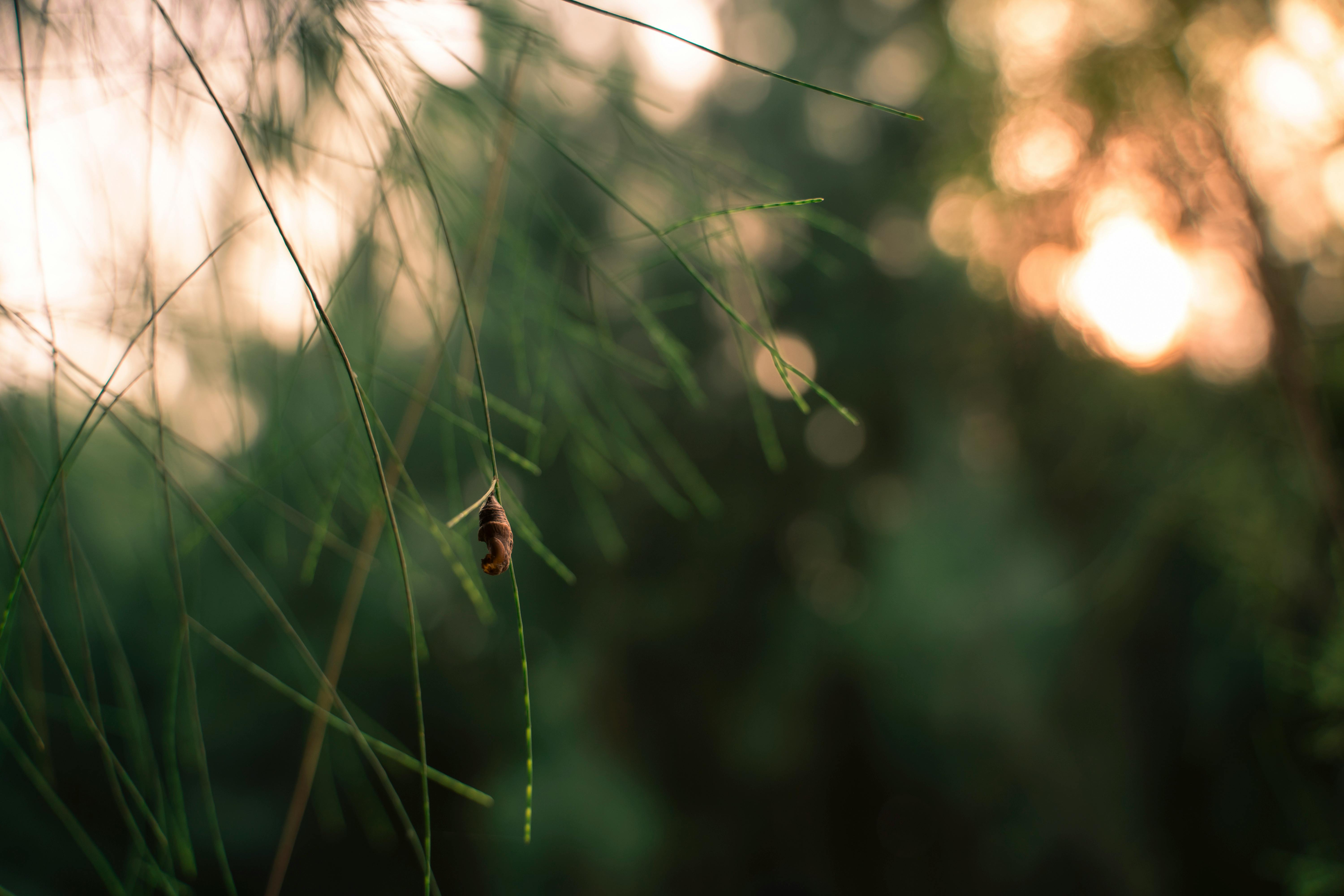 Cocoon on grass · Free Stock Photo