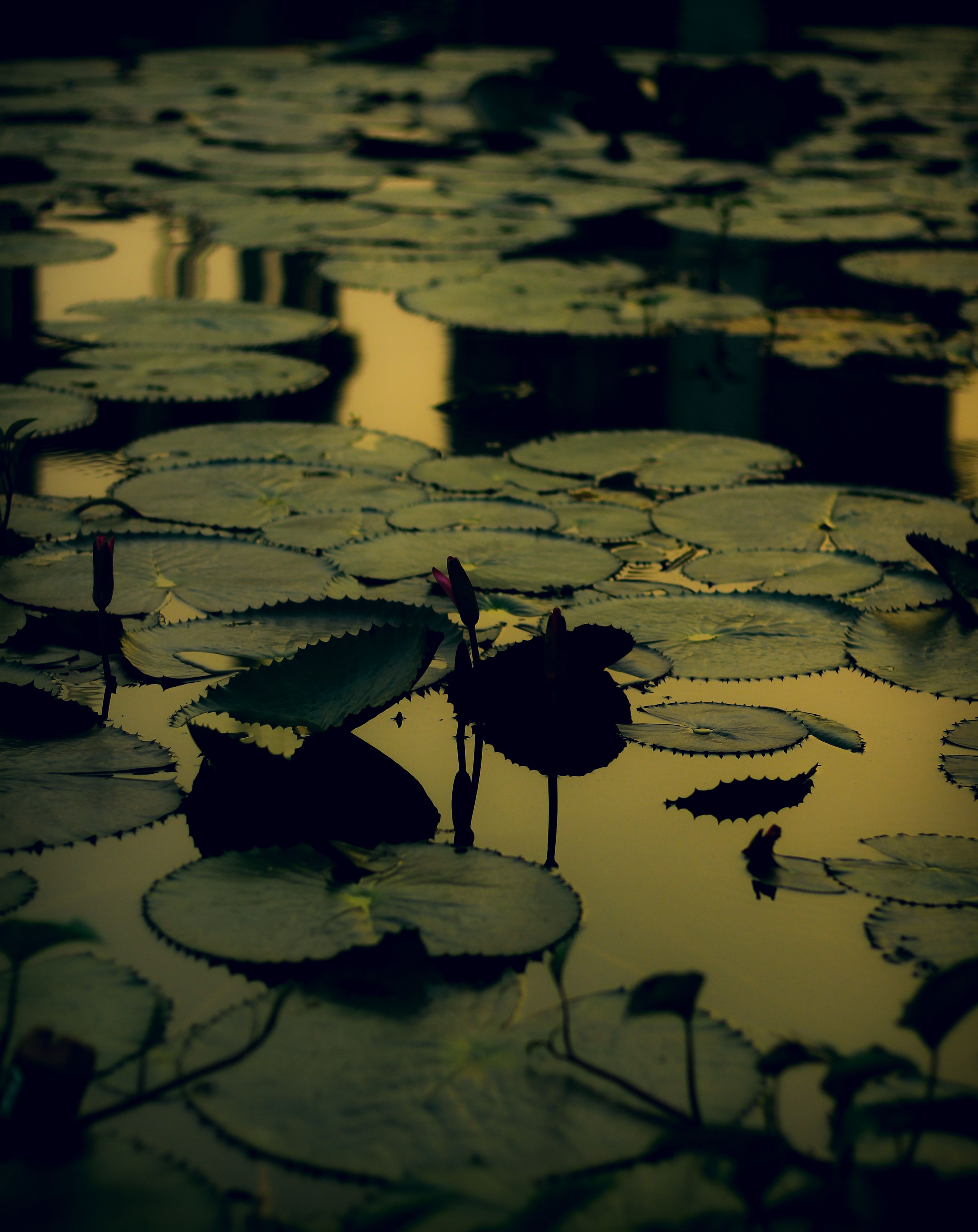 Green Water Lily Pads on Water · Free Stock Photo