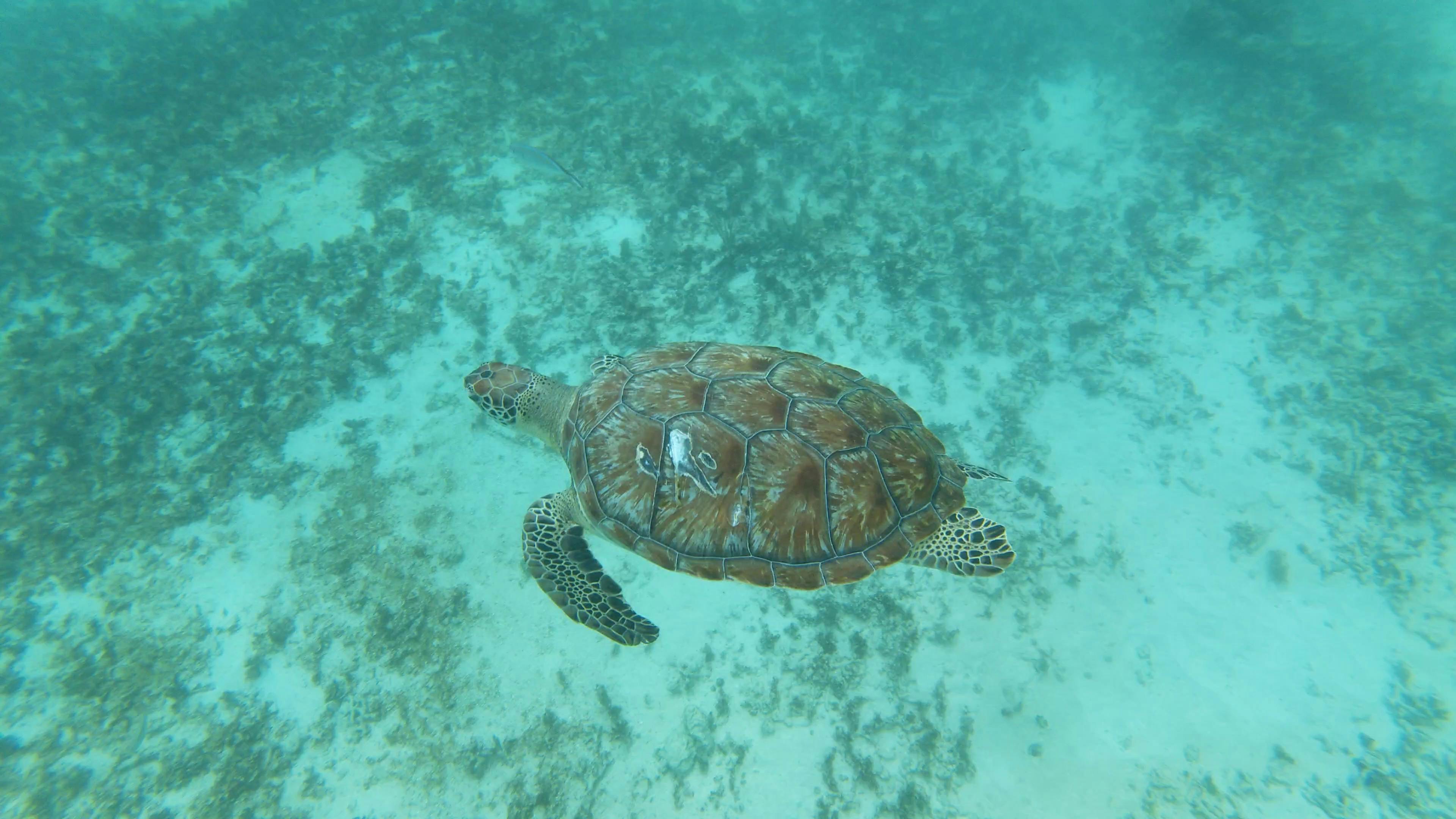 A Sea Turtle Underwater · Free Stock Photo