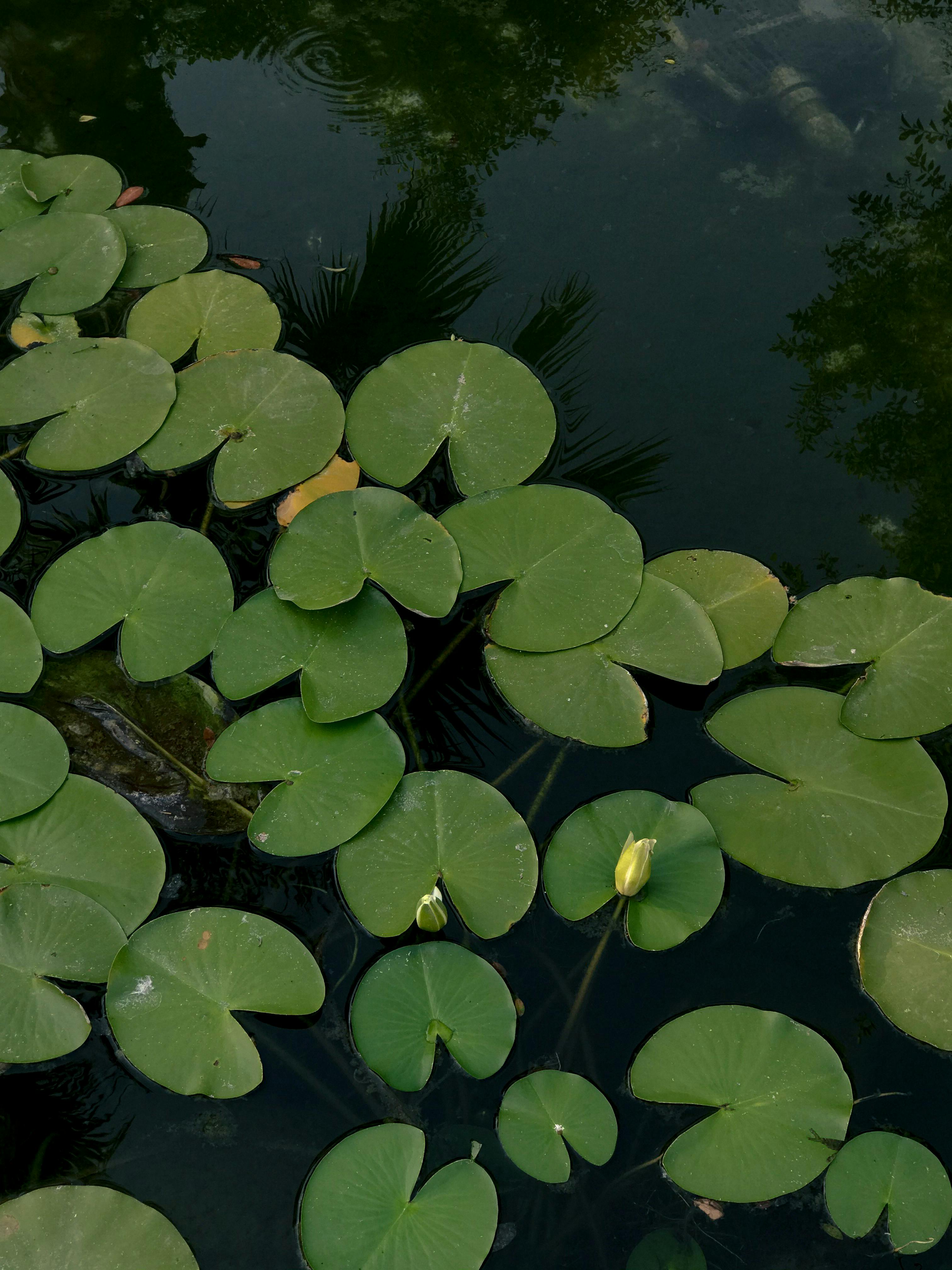 Green Leaves on Water · Free Stock Photo