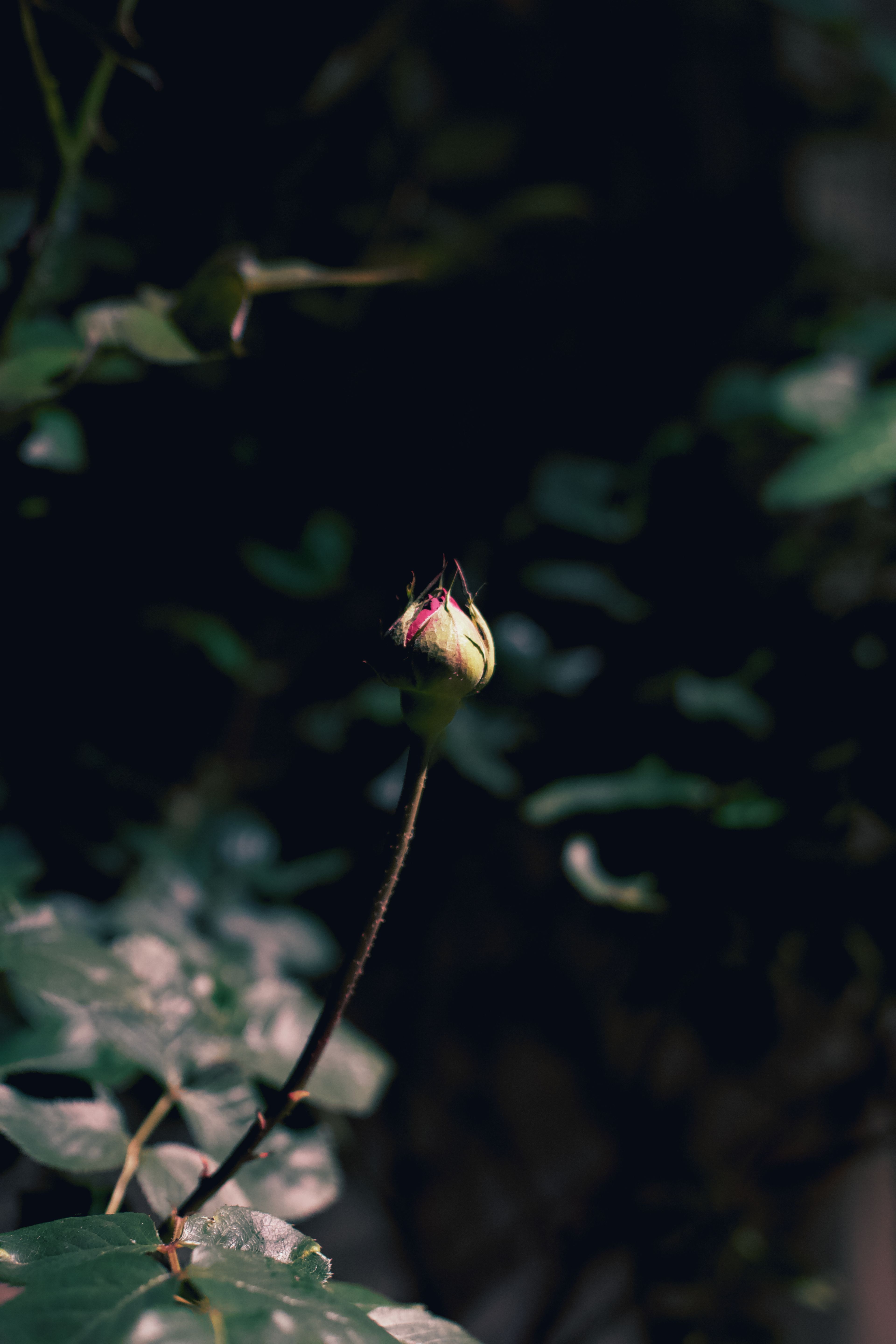 Close Up Shot of a Flower Bud · Free Stock Photo