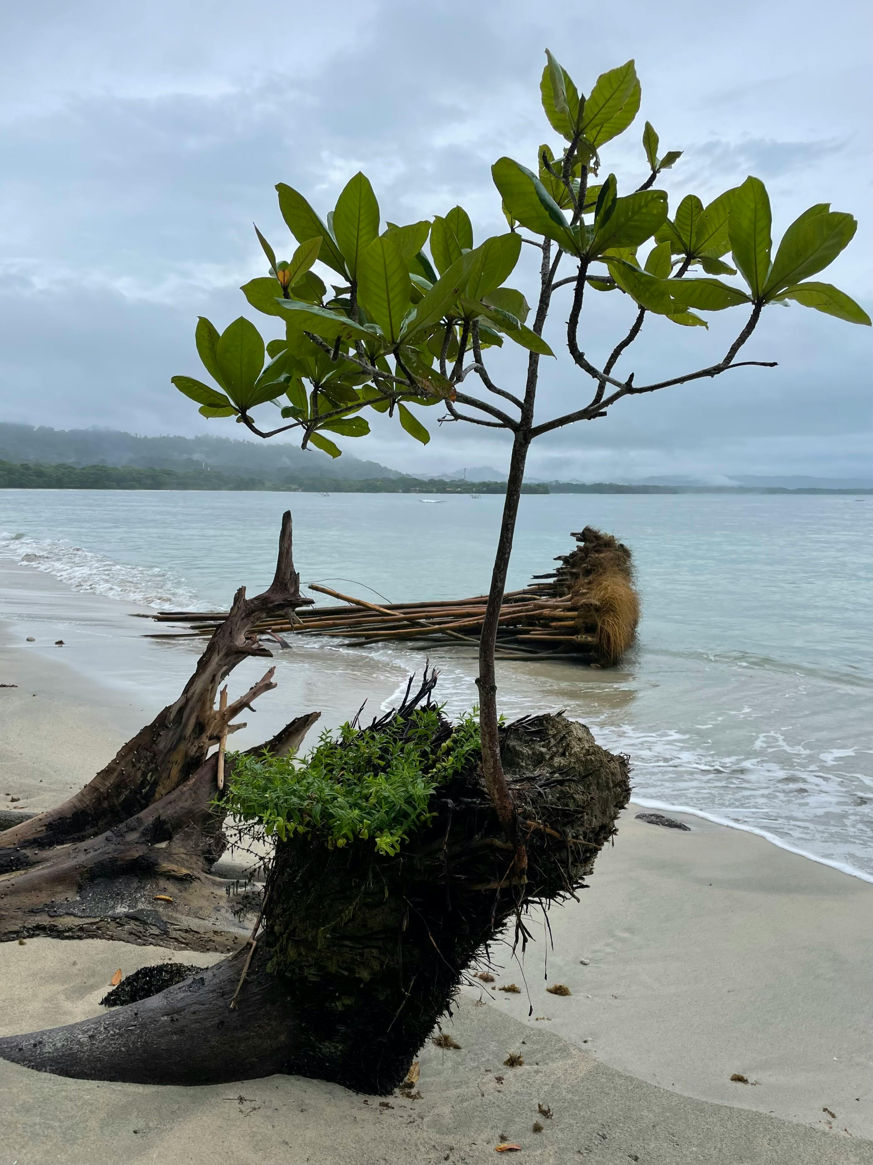 Wet Tree Trunk on Beach · Free Stock Photo