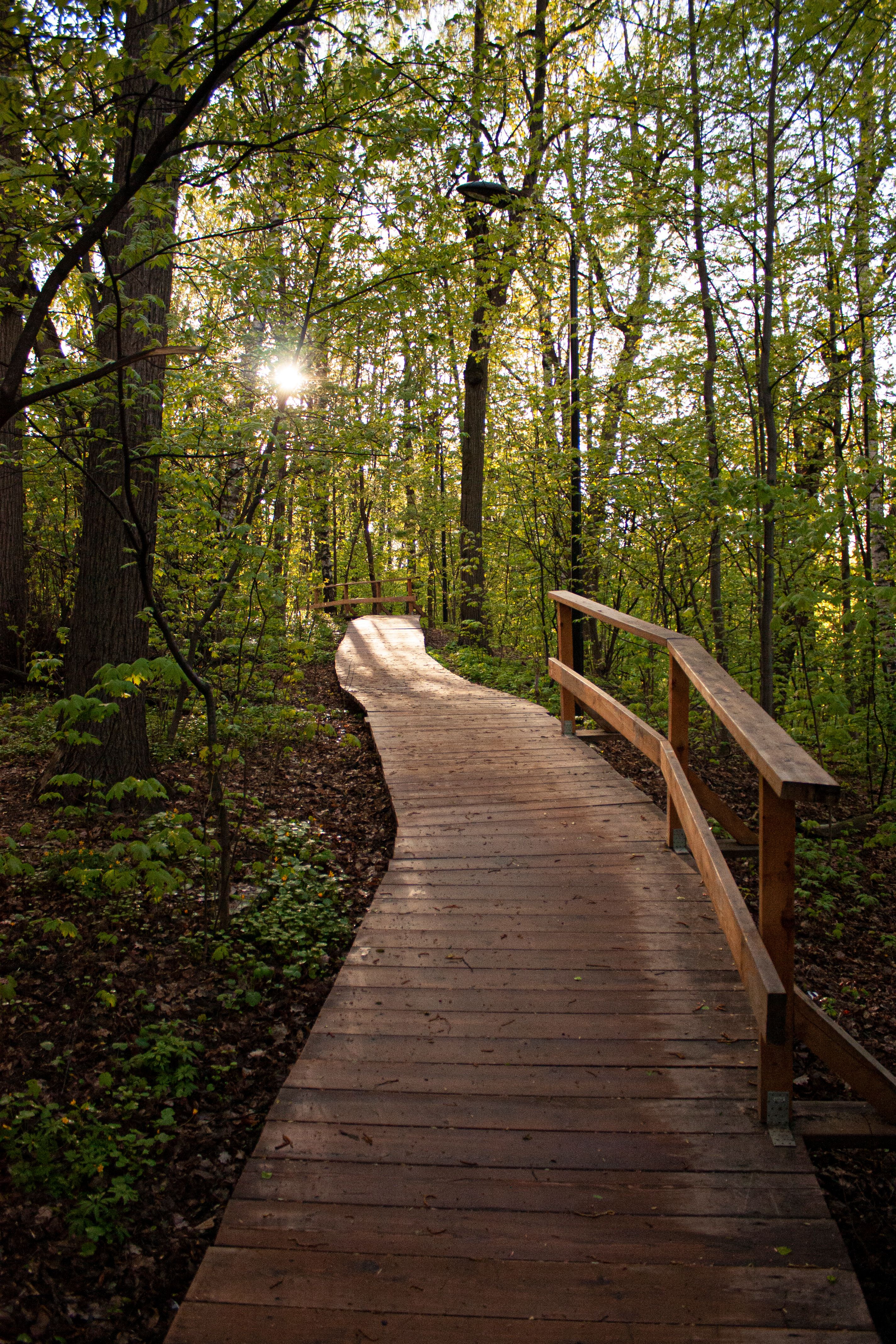 Brown Wooden Pathway in the Woods · Free Stock Photo