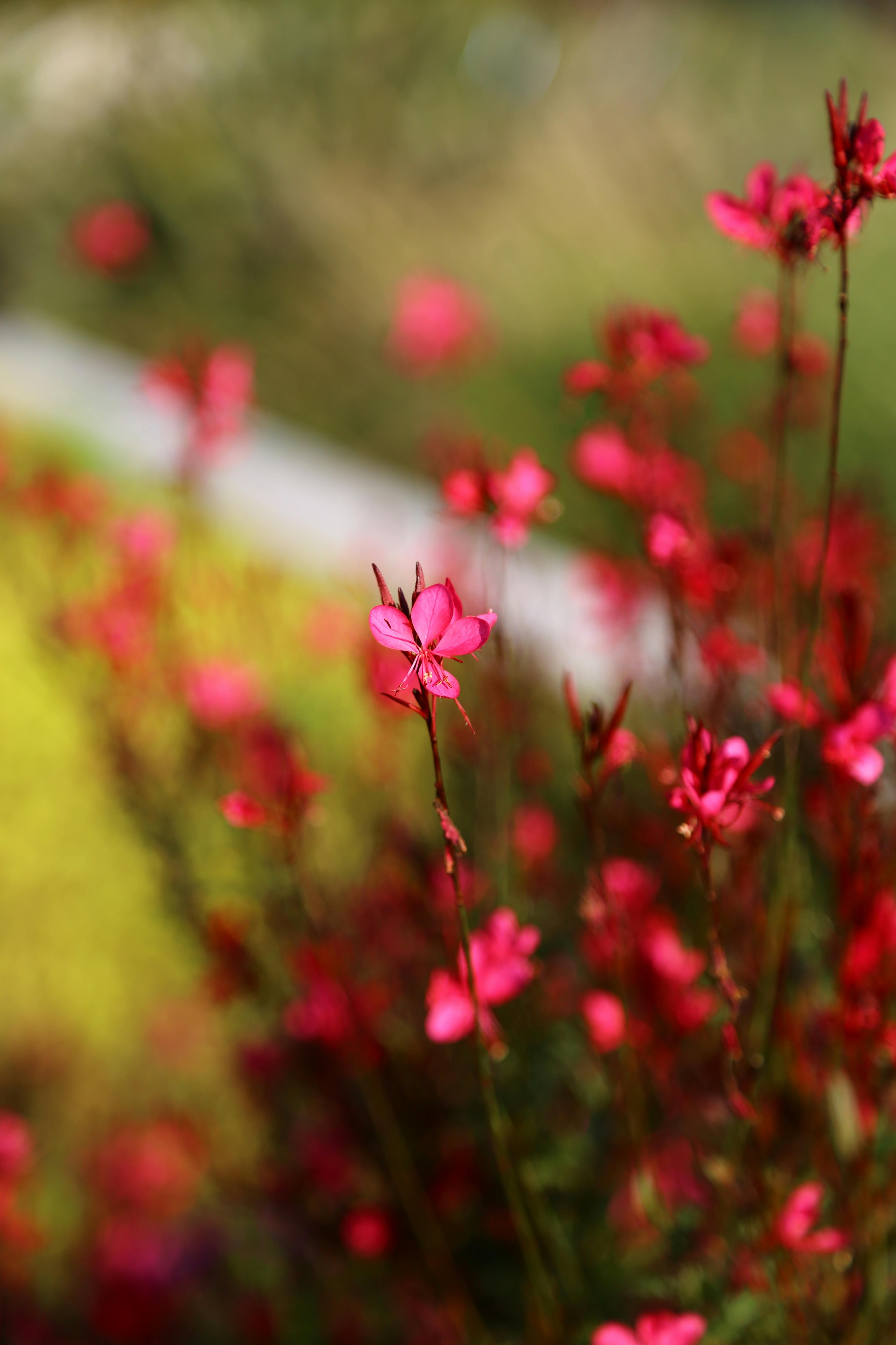 Gauras Photos, Download The BEST Free Gauras Stock Photos & HD Images