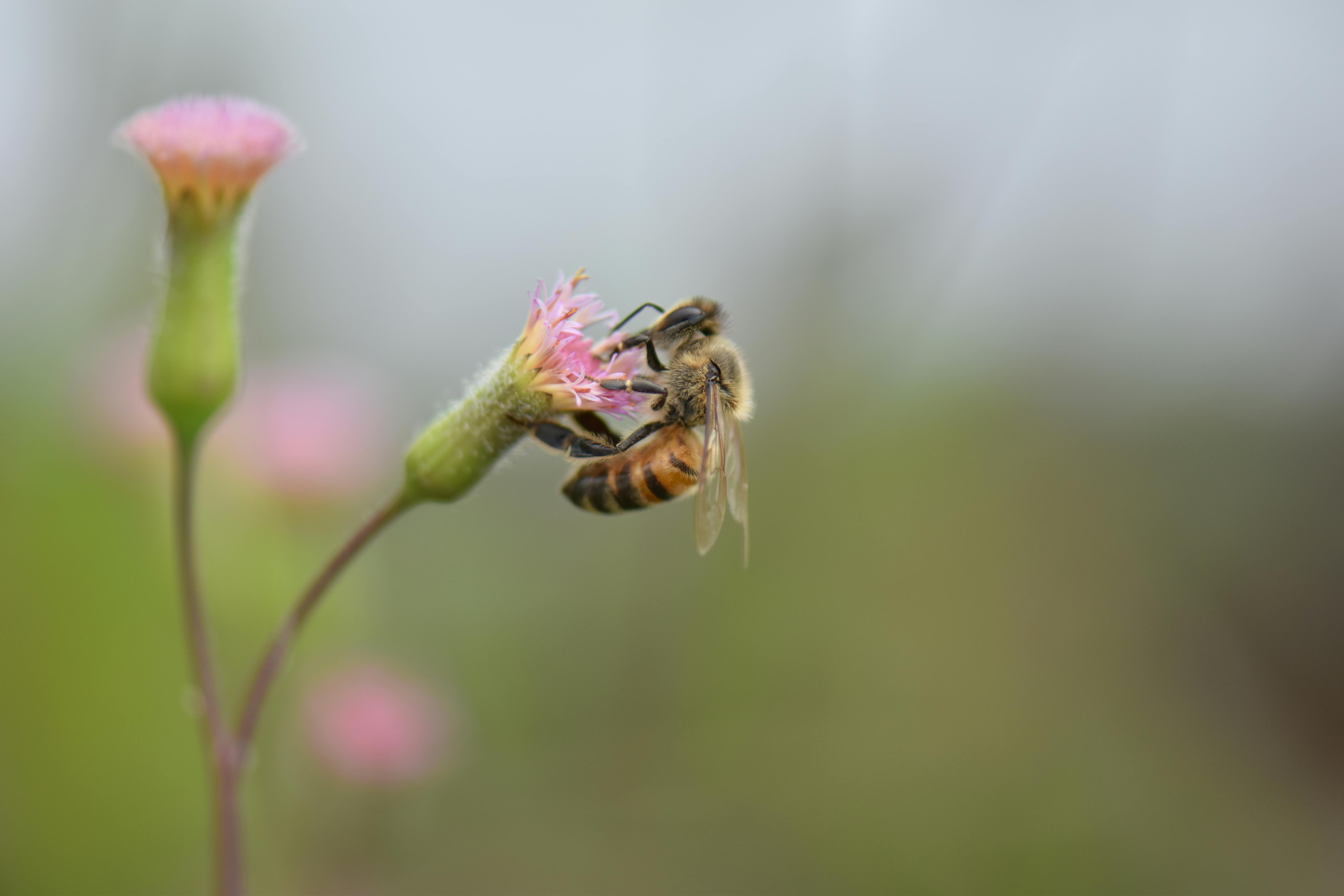 2,000+ Best Bee Photos · 100% Free Download · Pexels Stock Photos