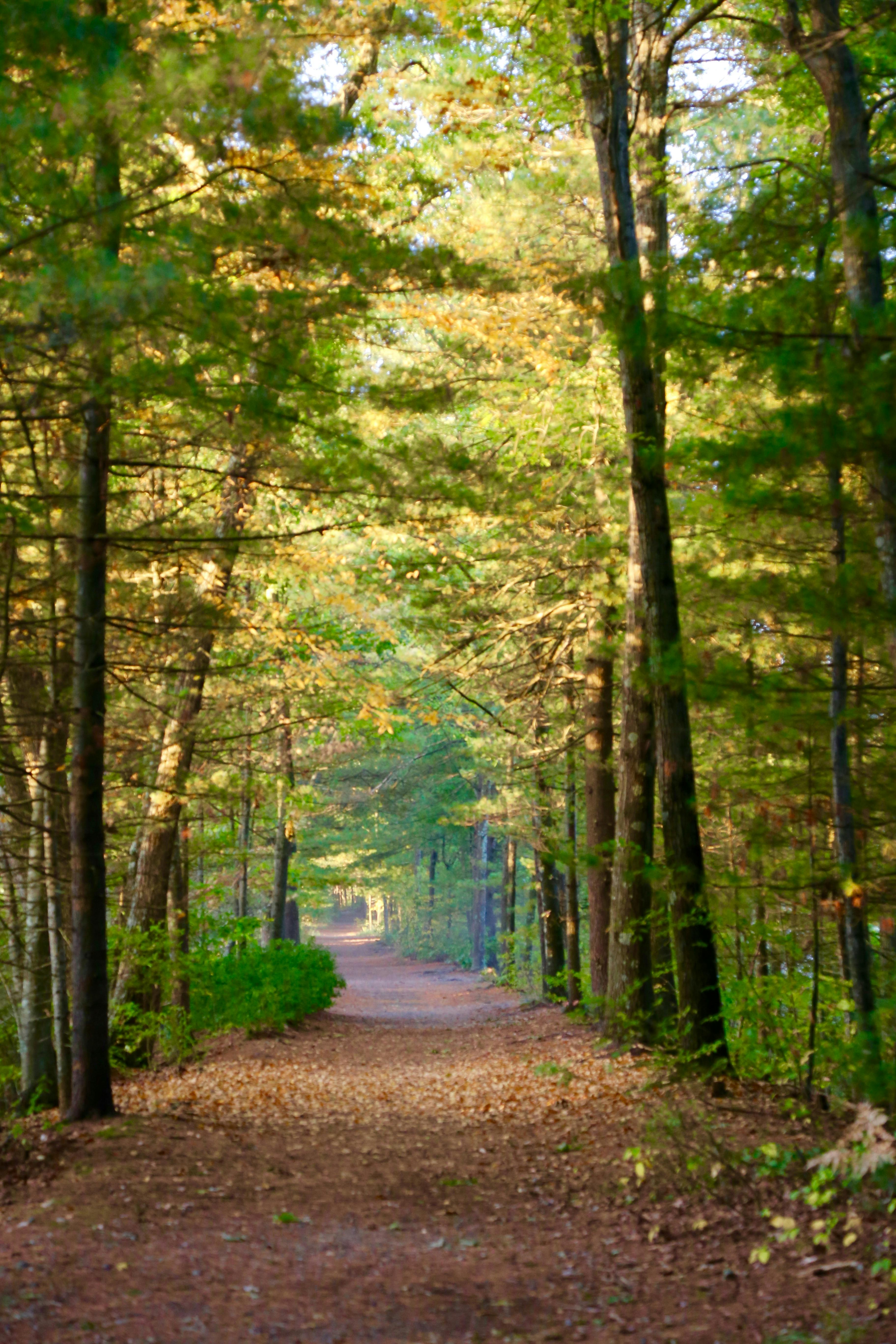 Footpath in a Forest · Free Stock Photo