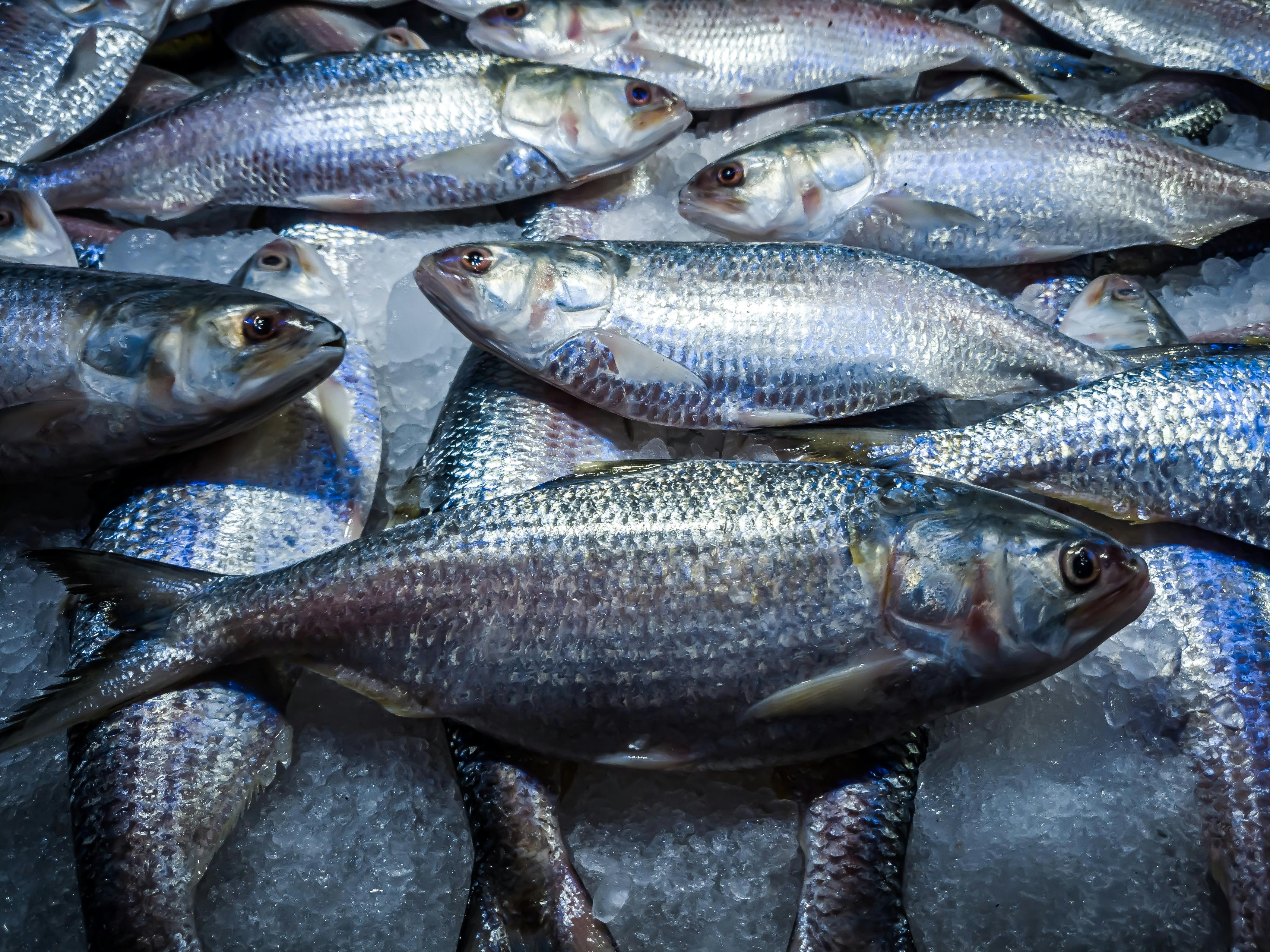 Nafeez Rahman - Photography