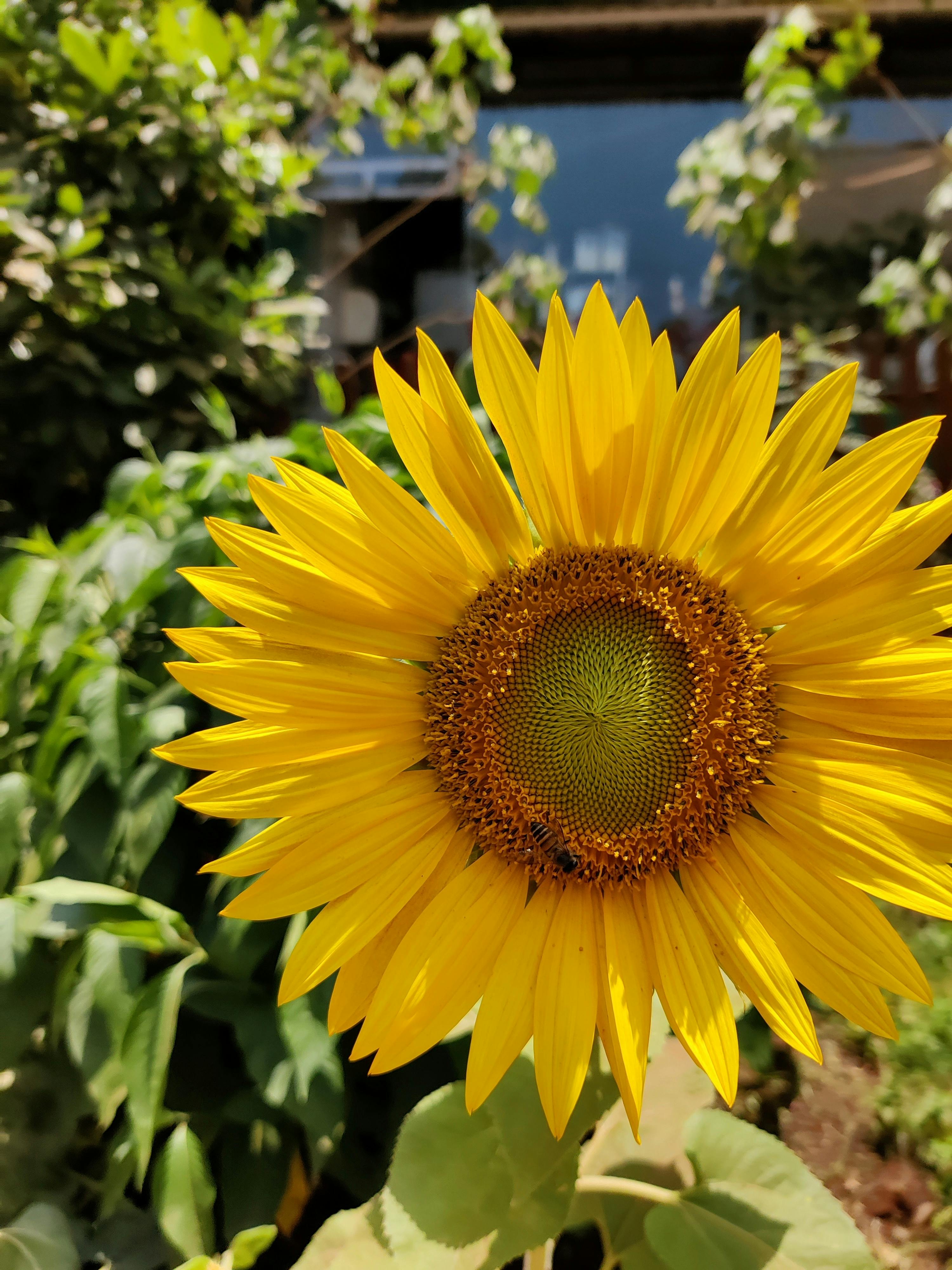 Photo of Sunflower Field · Free Stock Photo