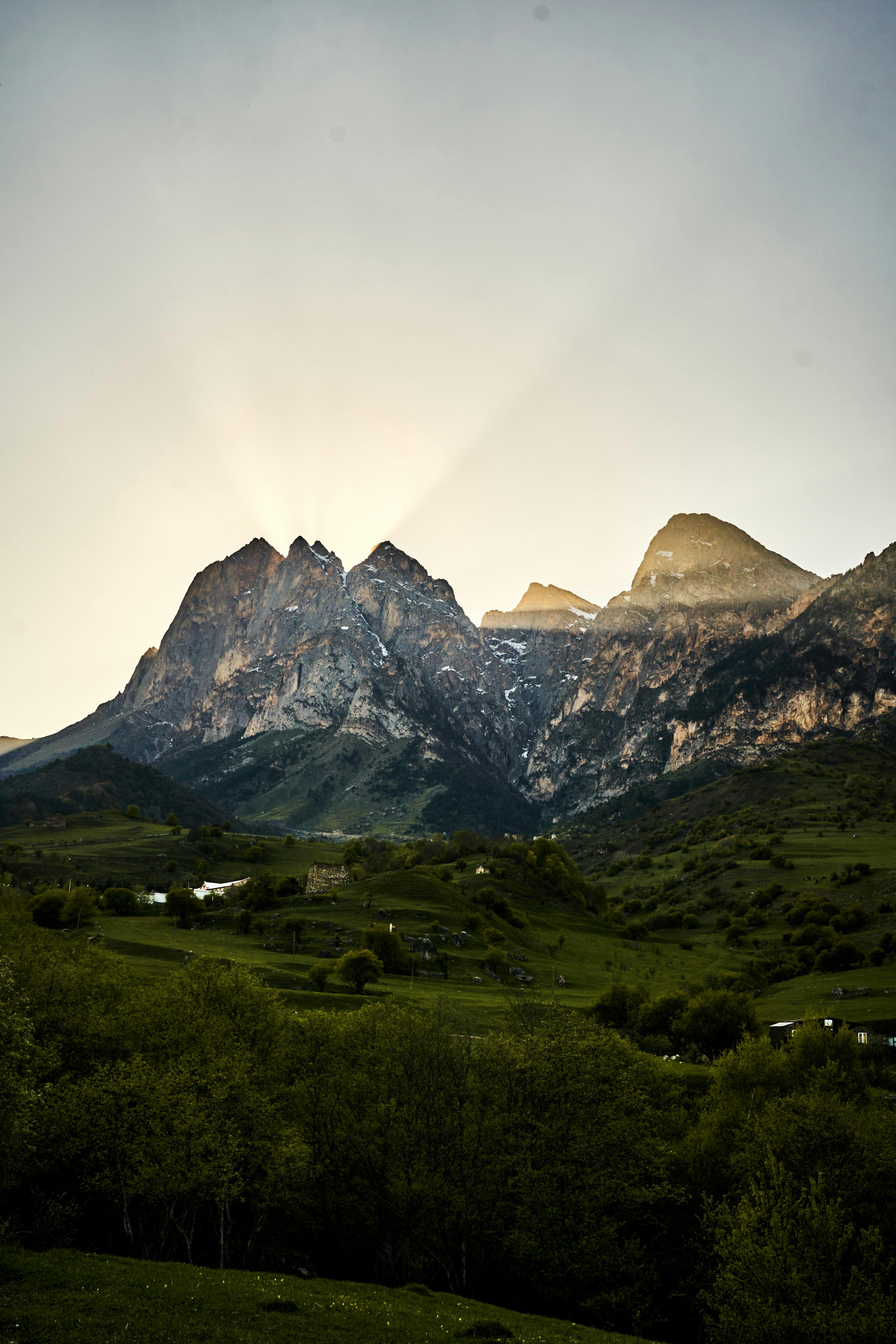 Big Strong Tree · Free Stock Photo