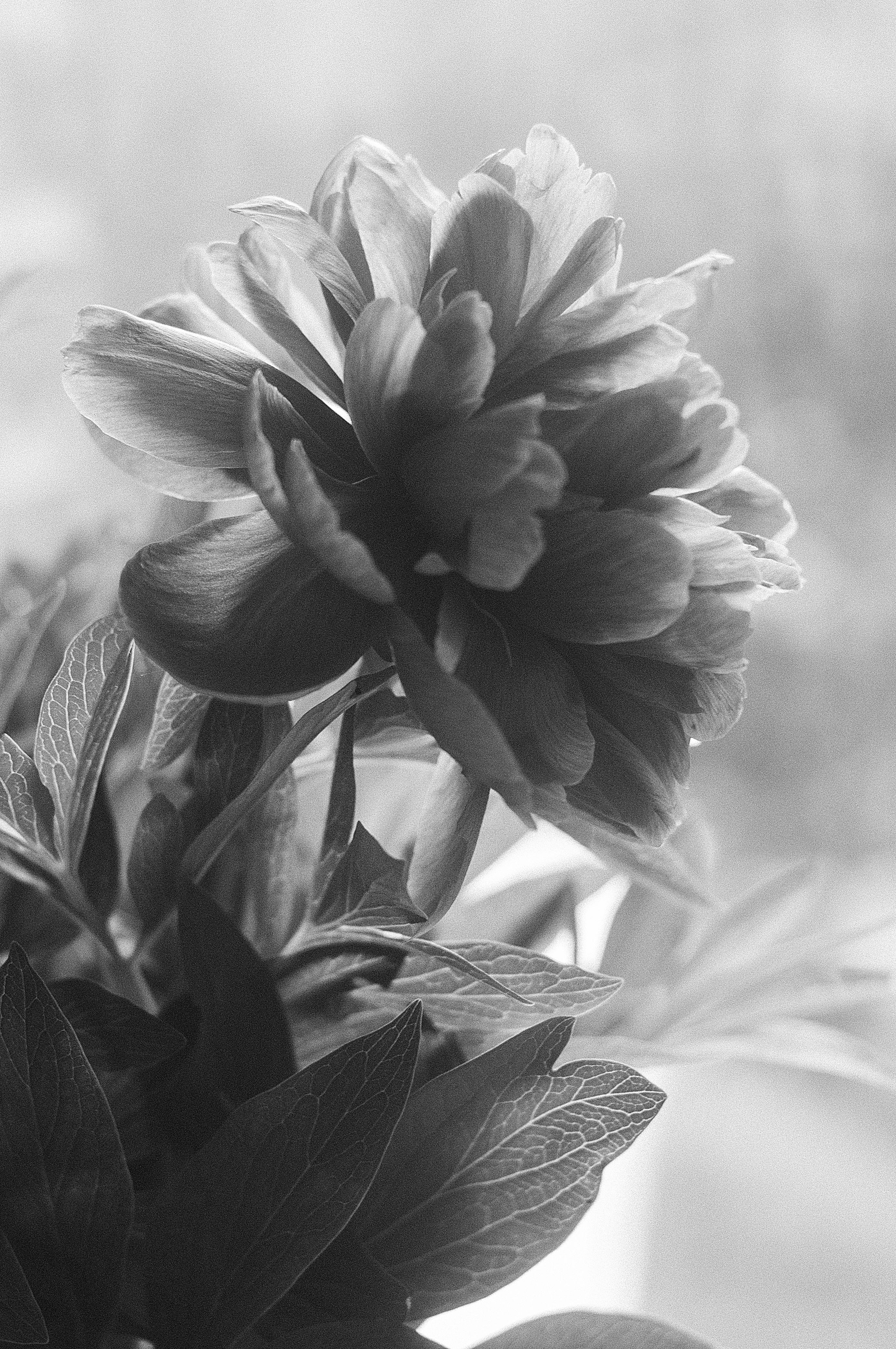 Grayscale Flower Photography Photos, Download The BEST Free Grayscale ...