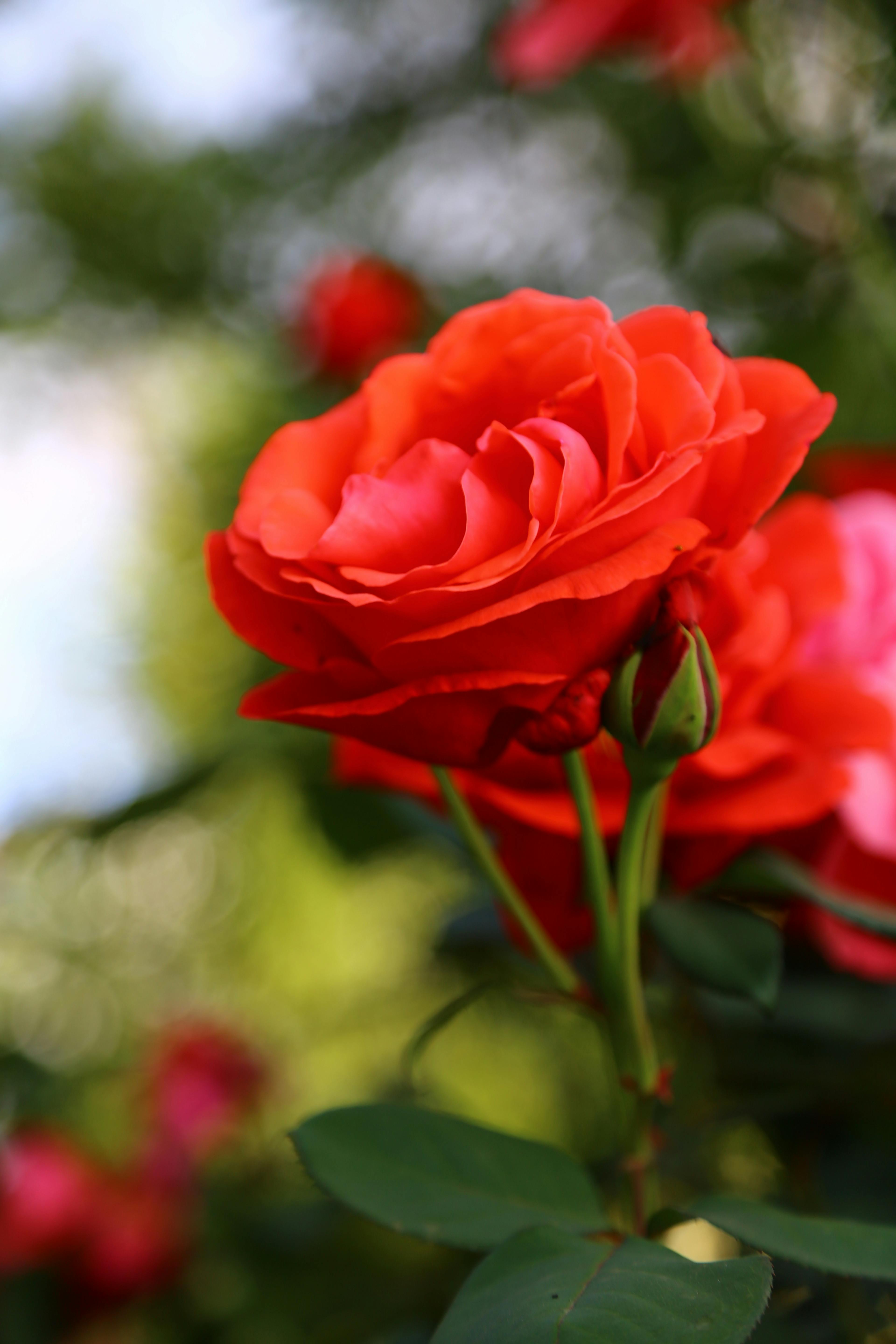Red Rose in Bloom · Free Stock Photo