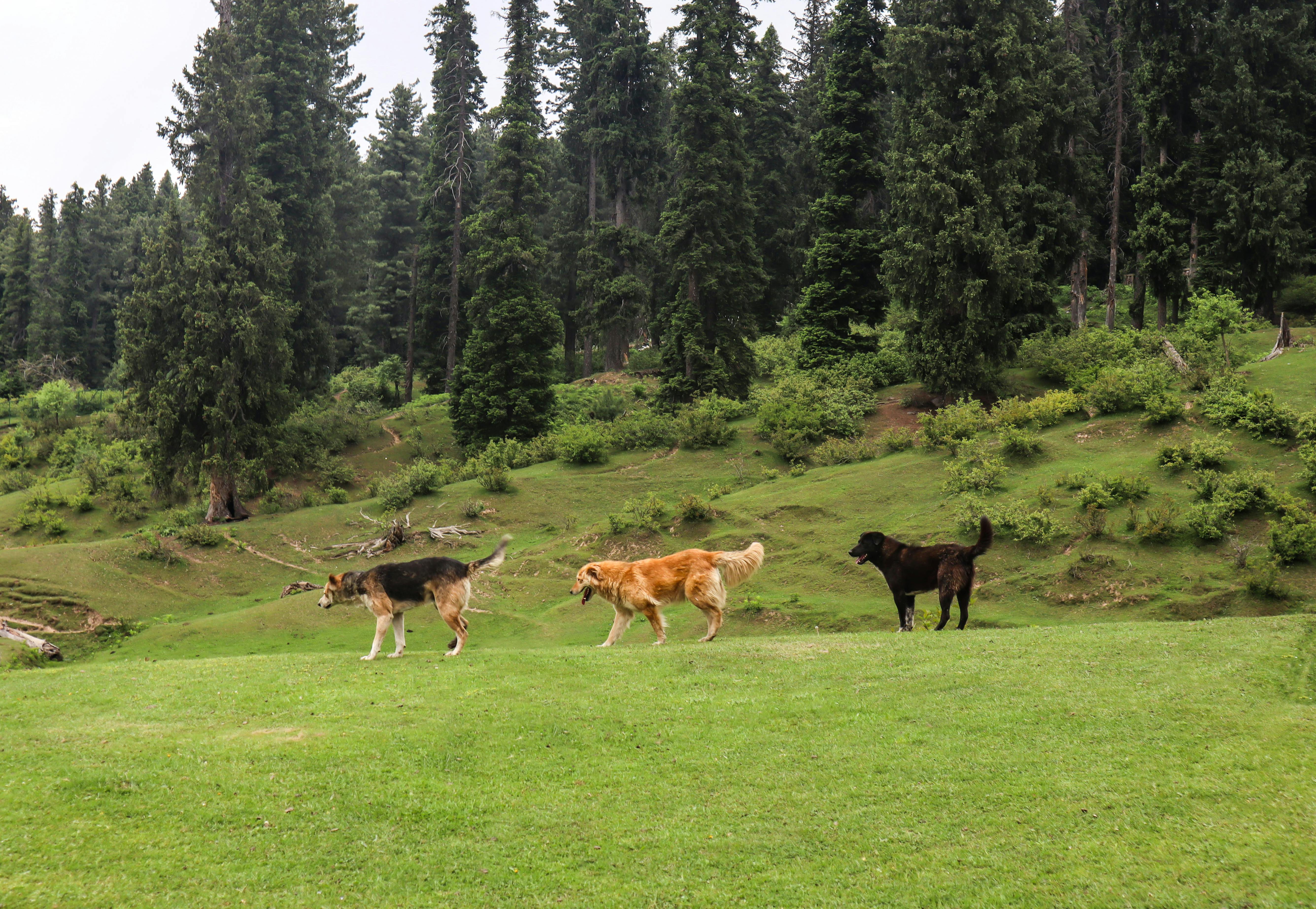 Dogs Walking on Grass Field · Free Stock Photo
