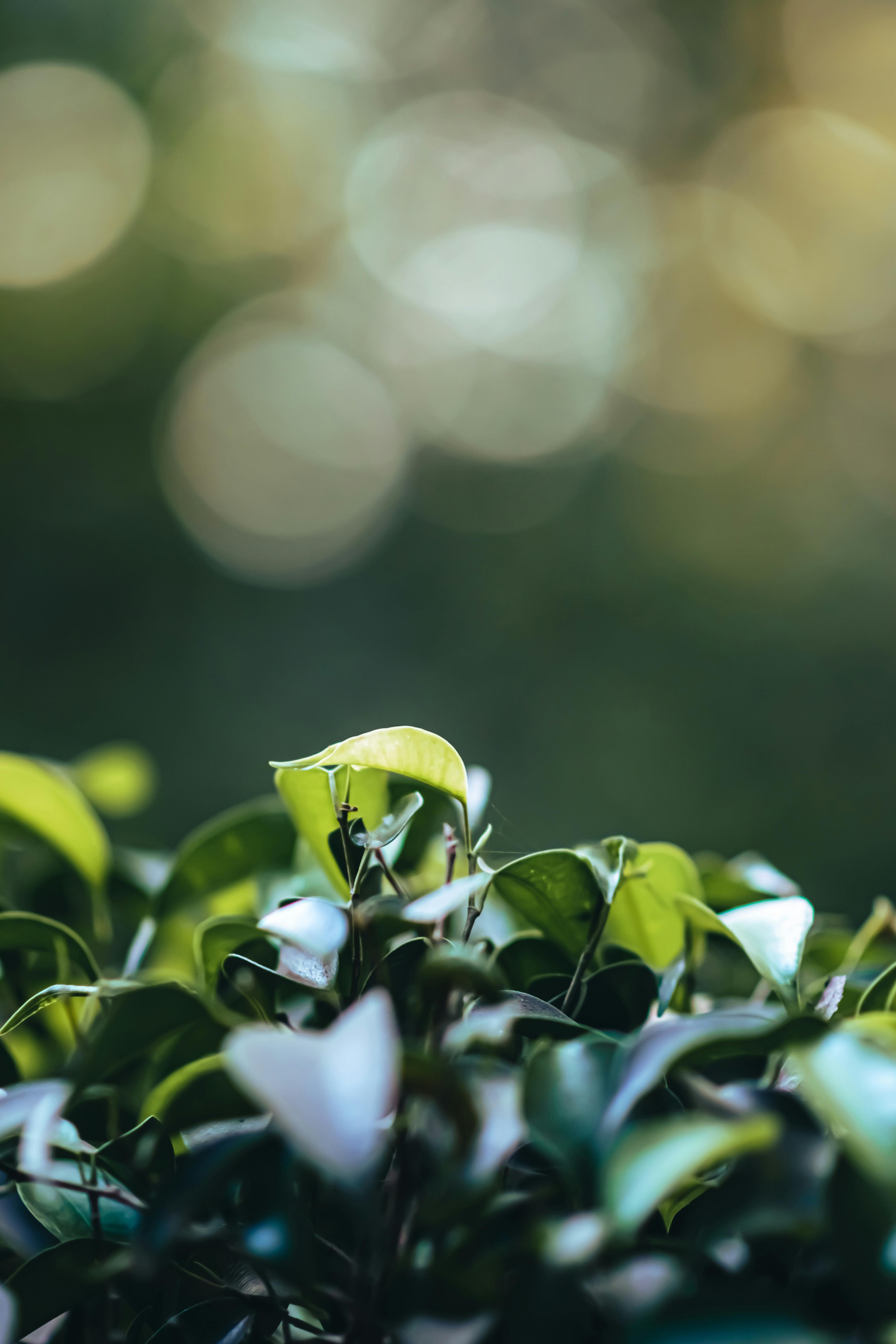 Green Leaf Plant in Close Up Photography · Free Stock Photo