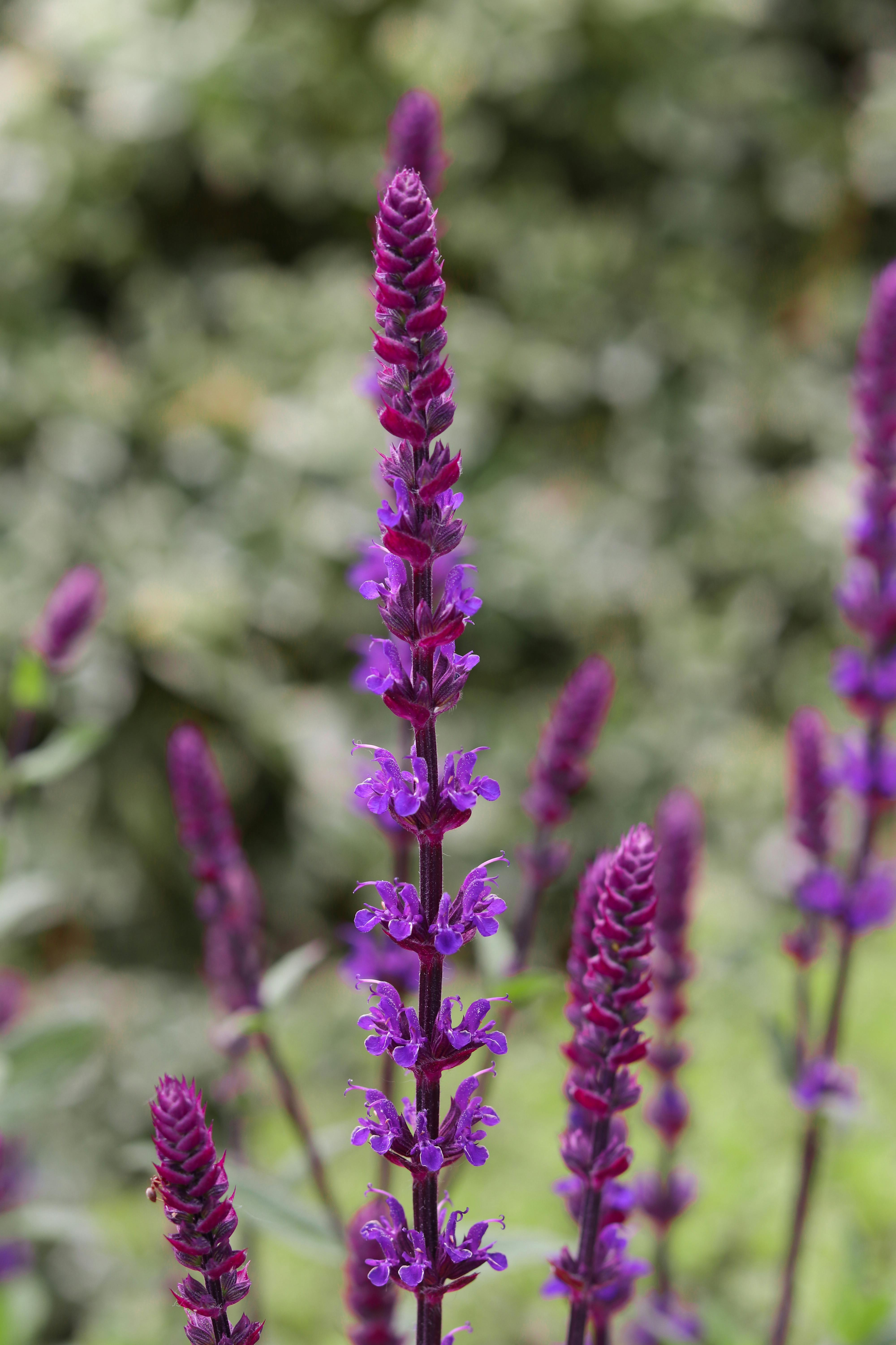 Salvia Reflexa Photos, Download The BEST Free Salvia Reflexa Stock ...
