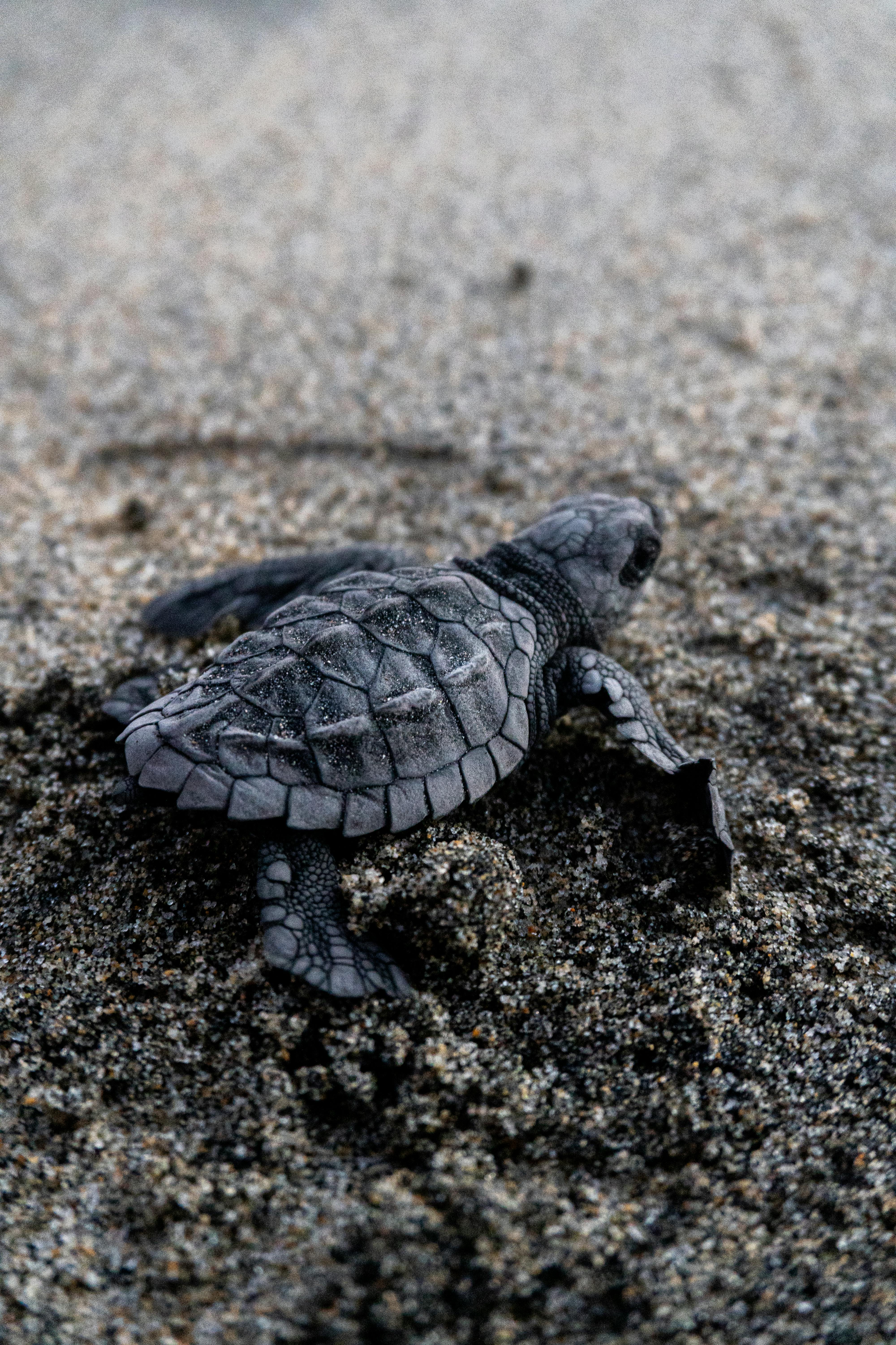 Photo of Sea Turtles Crawling on Beach · Free Stock Photo