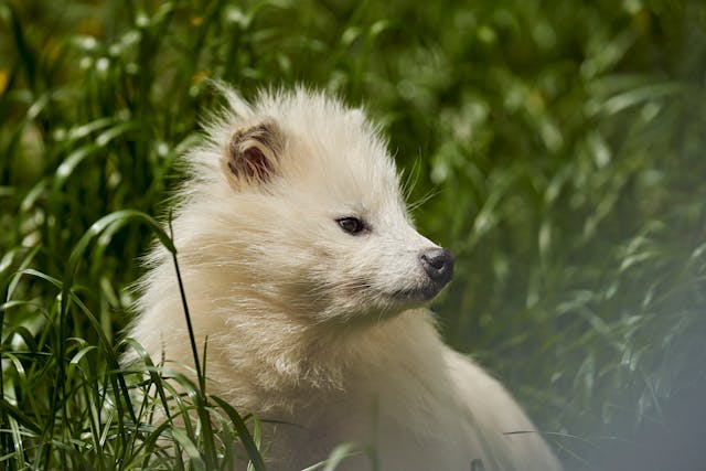 Discovering the Raccoon Dog Origin and Habitat in East Asia