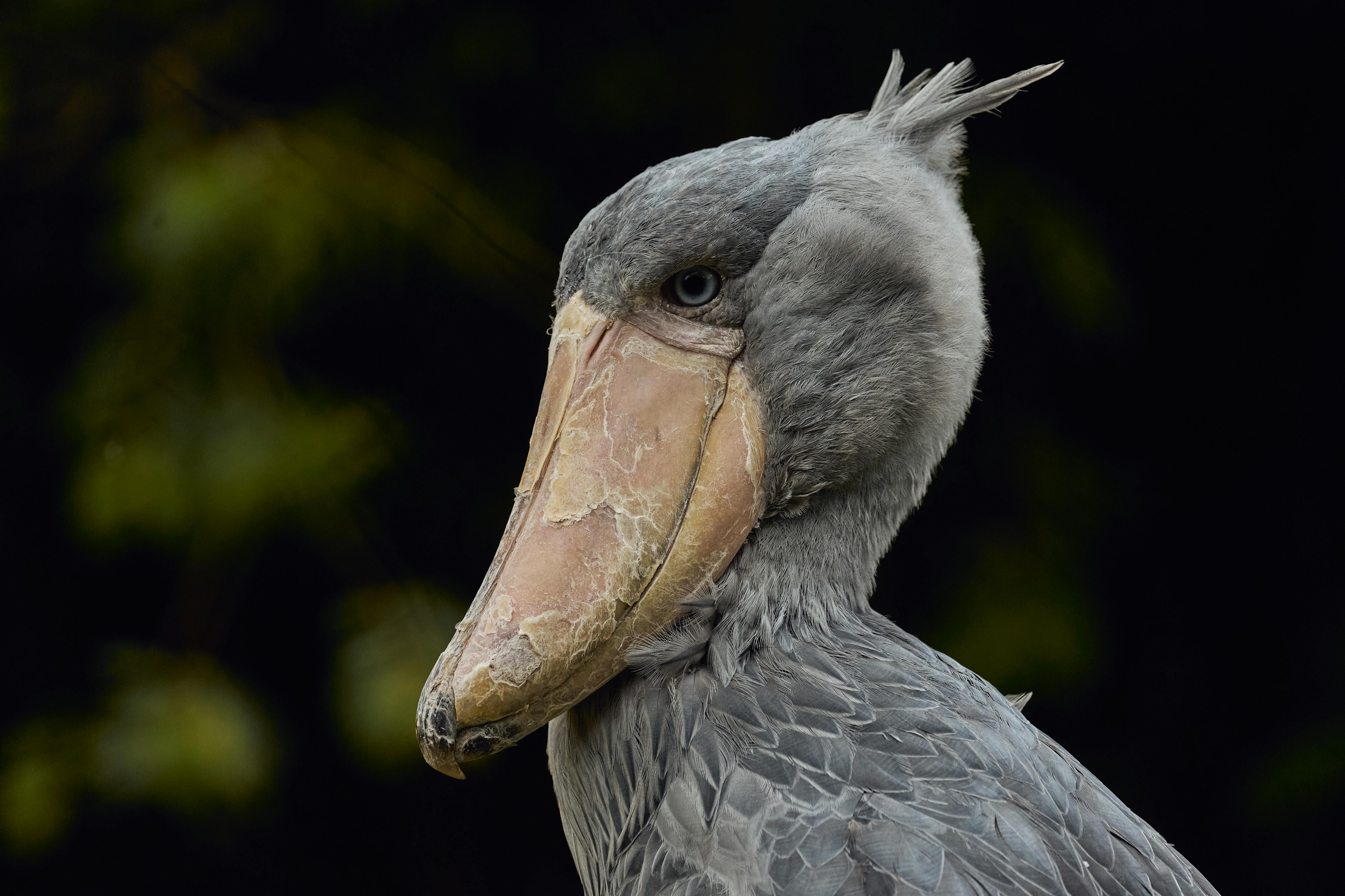 Shoebill Photos, Download The BEST Free Shoebill Stock Photos & HD Images