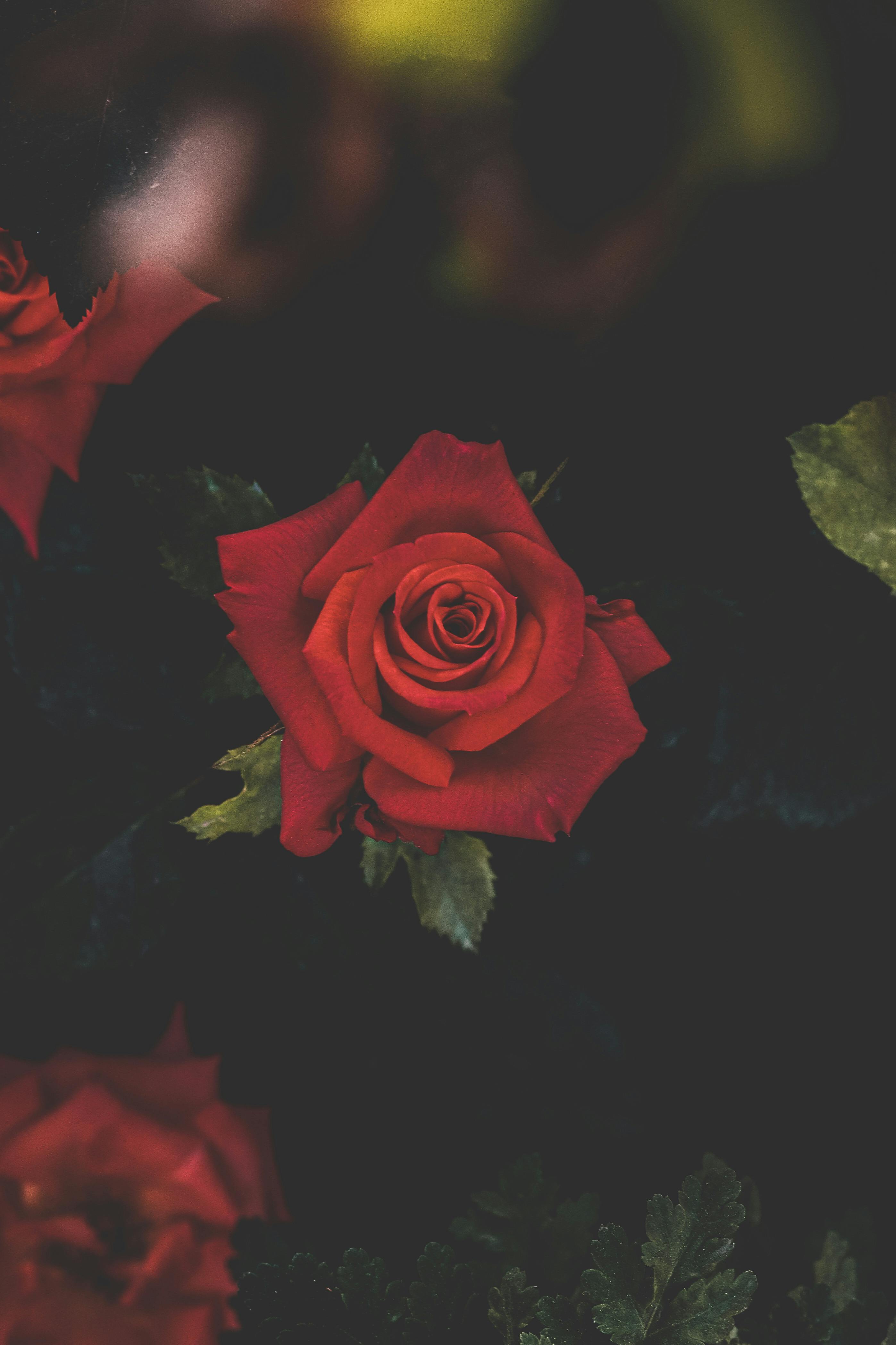 Head of a Red Blooming Rose · Free Stock Photo