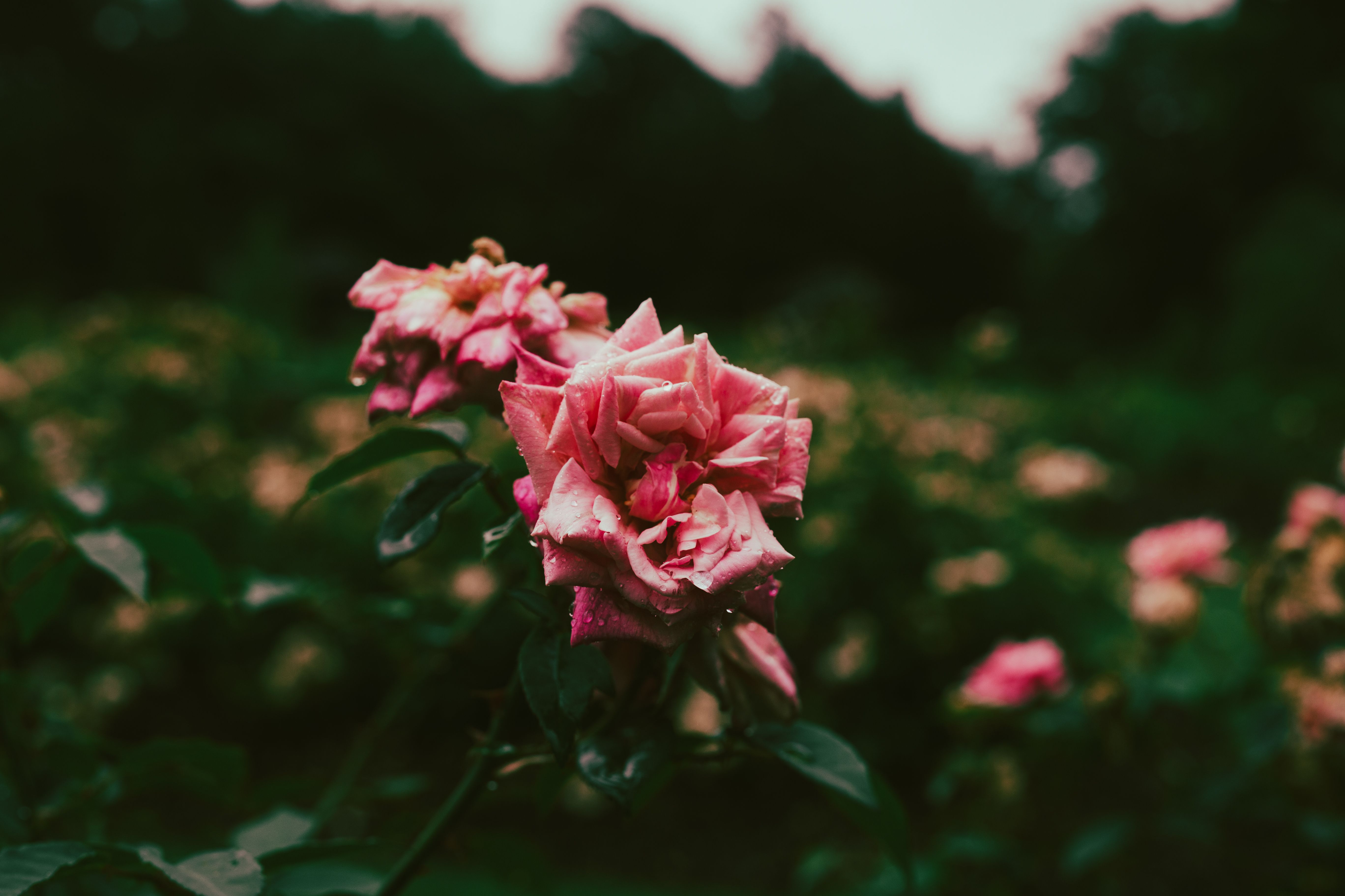 Pink Rosebush in the Garden · Free Stock Photo