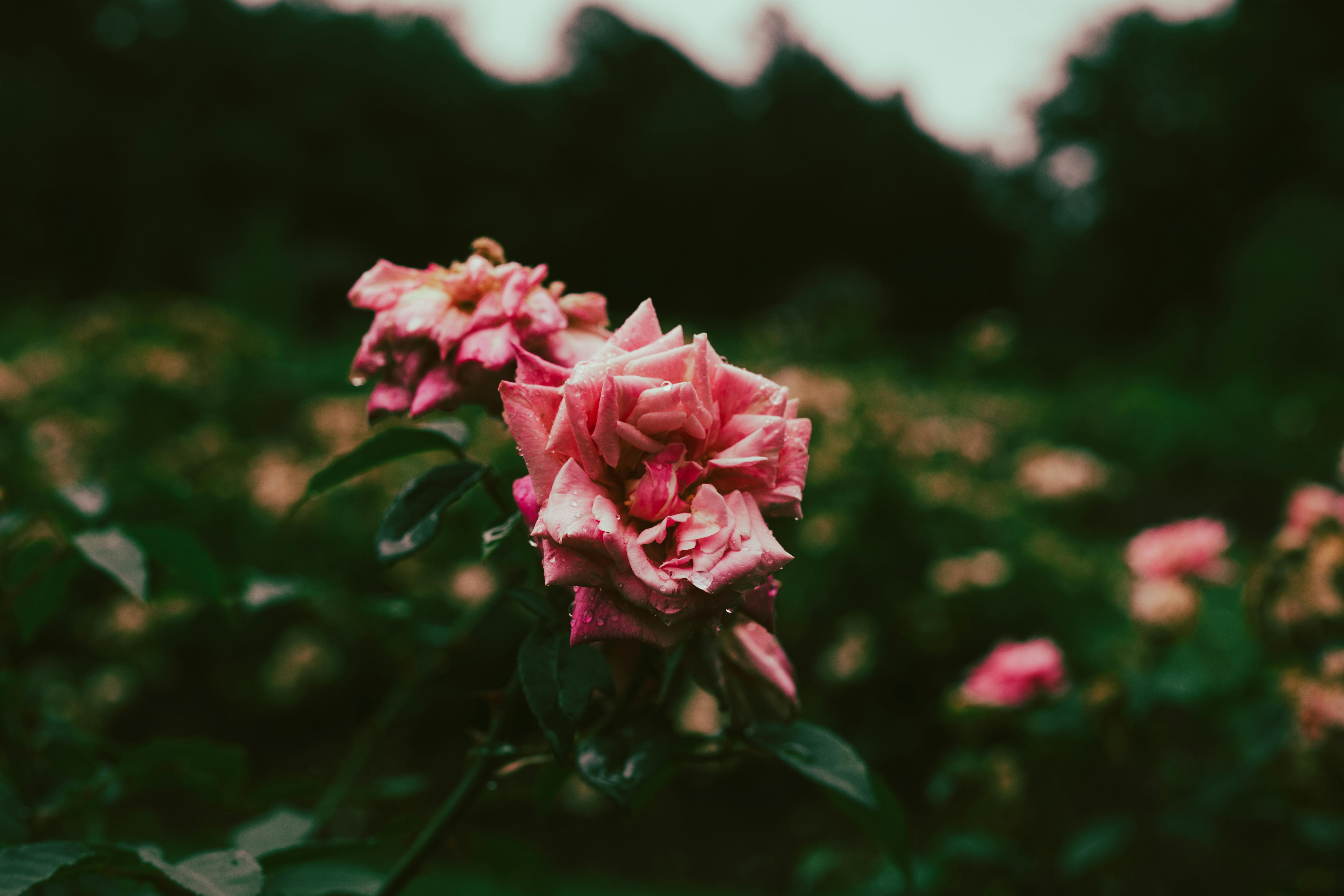 Pink Roses in Bloom · Free Stock Photo