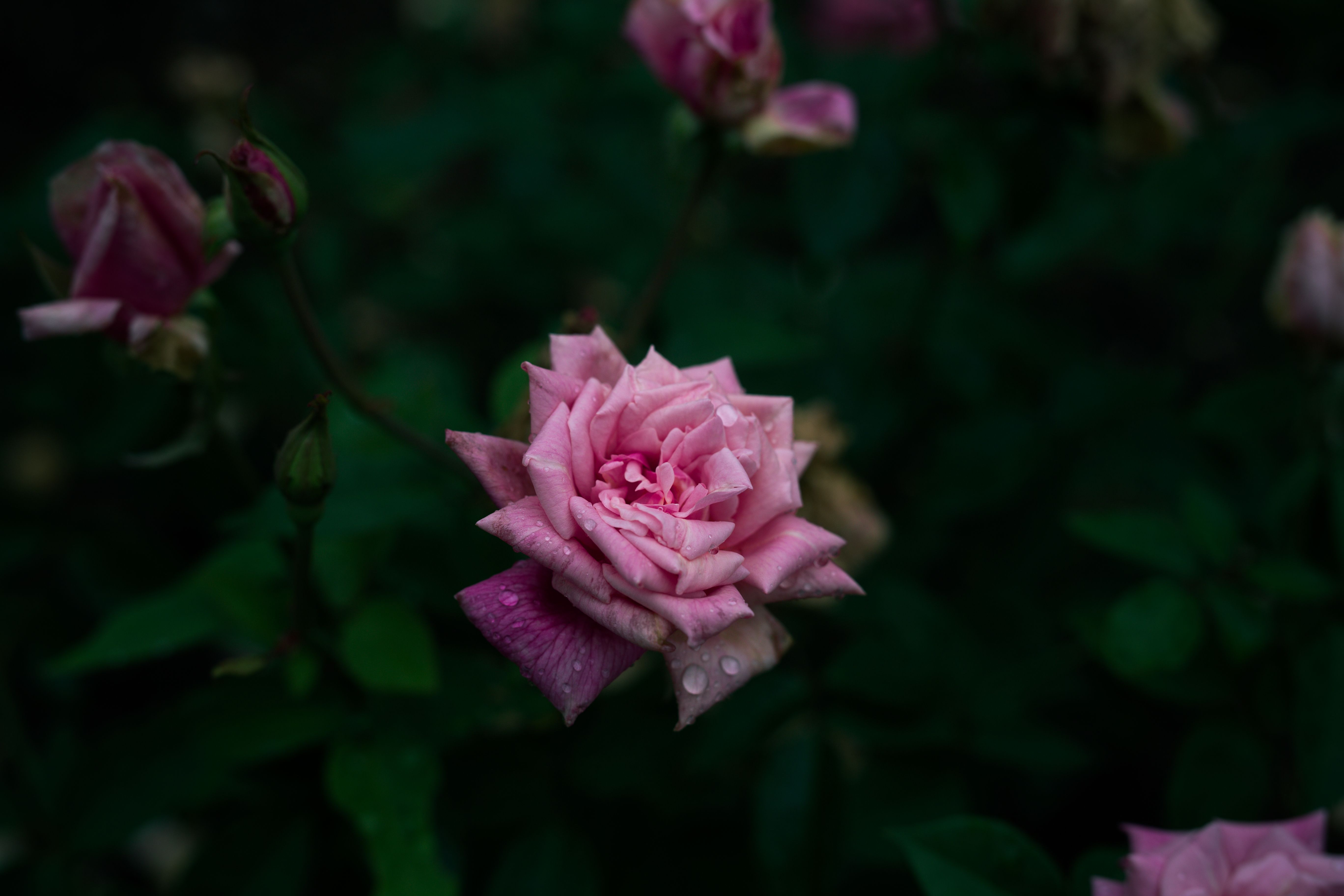 Pink Rosebush in the Garden · Free Stock Photo