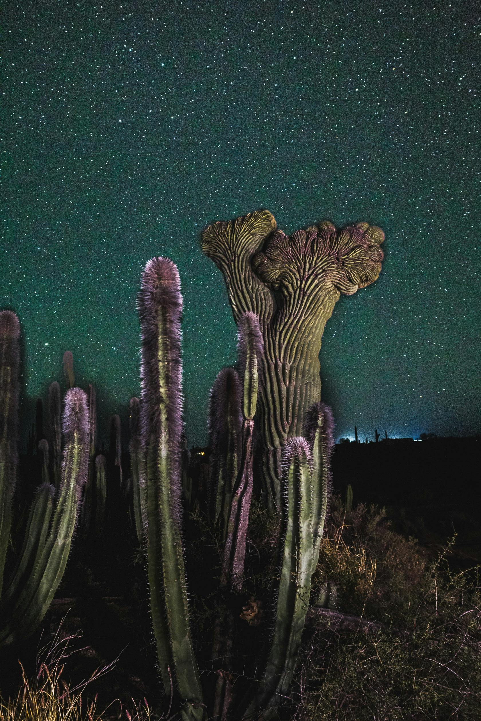 Cacti at Night · Free Stock Photo