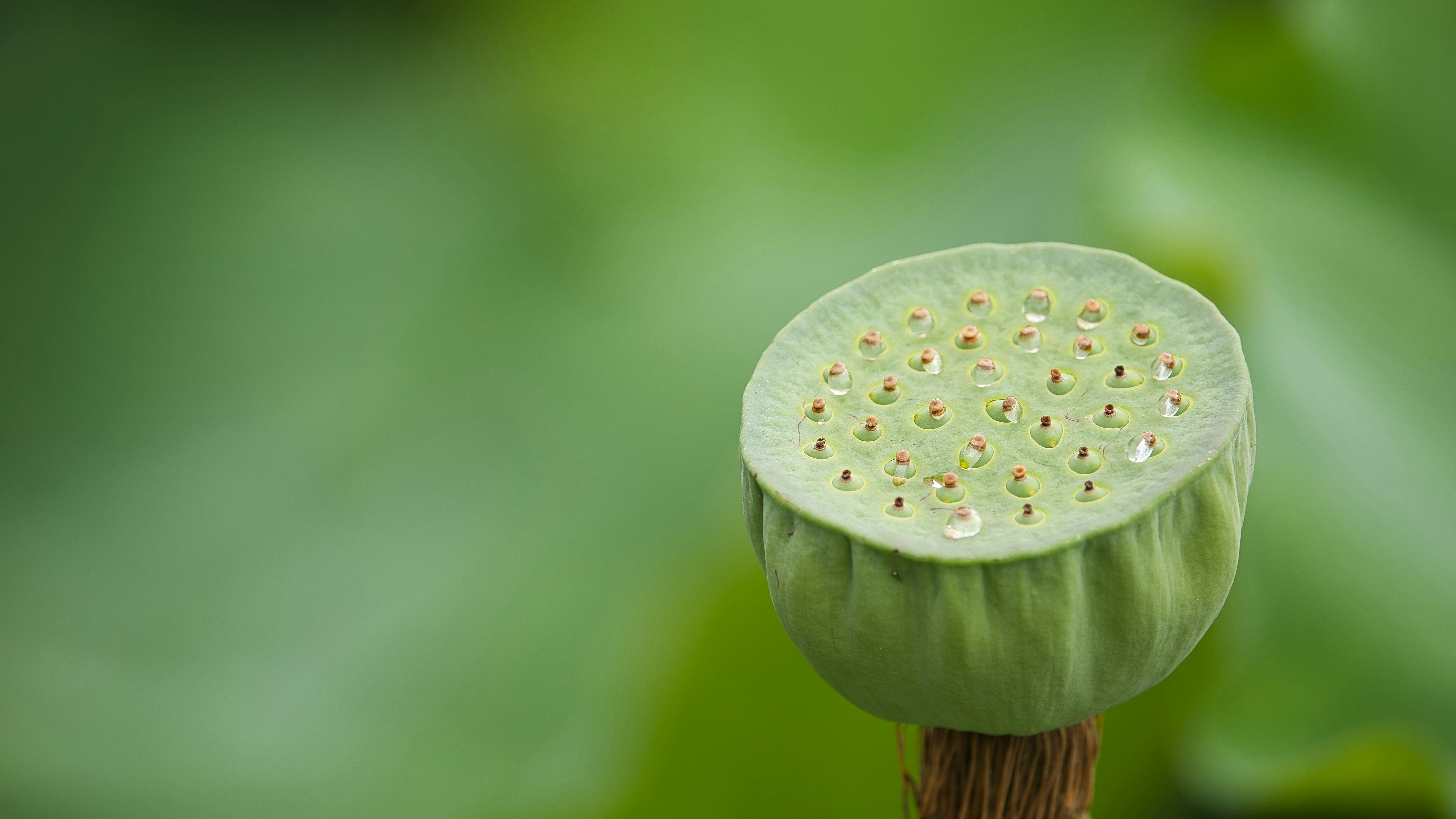 Growing Lotus Fruit · Free Stock Photo