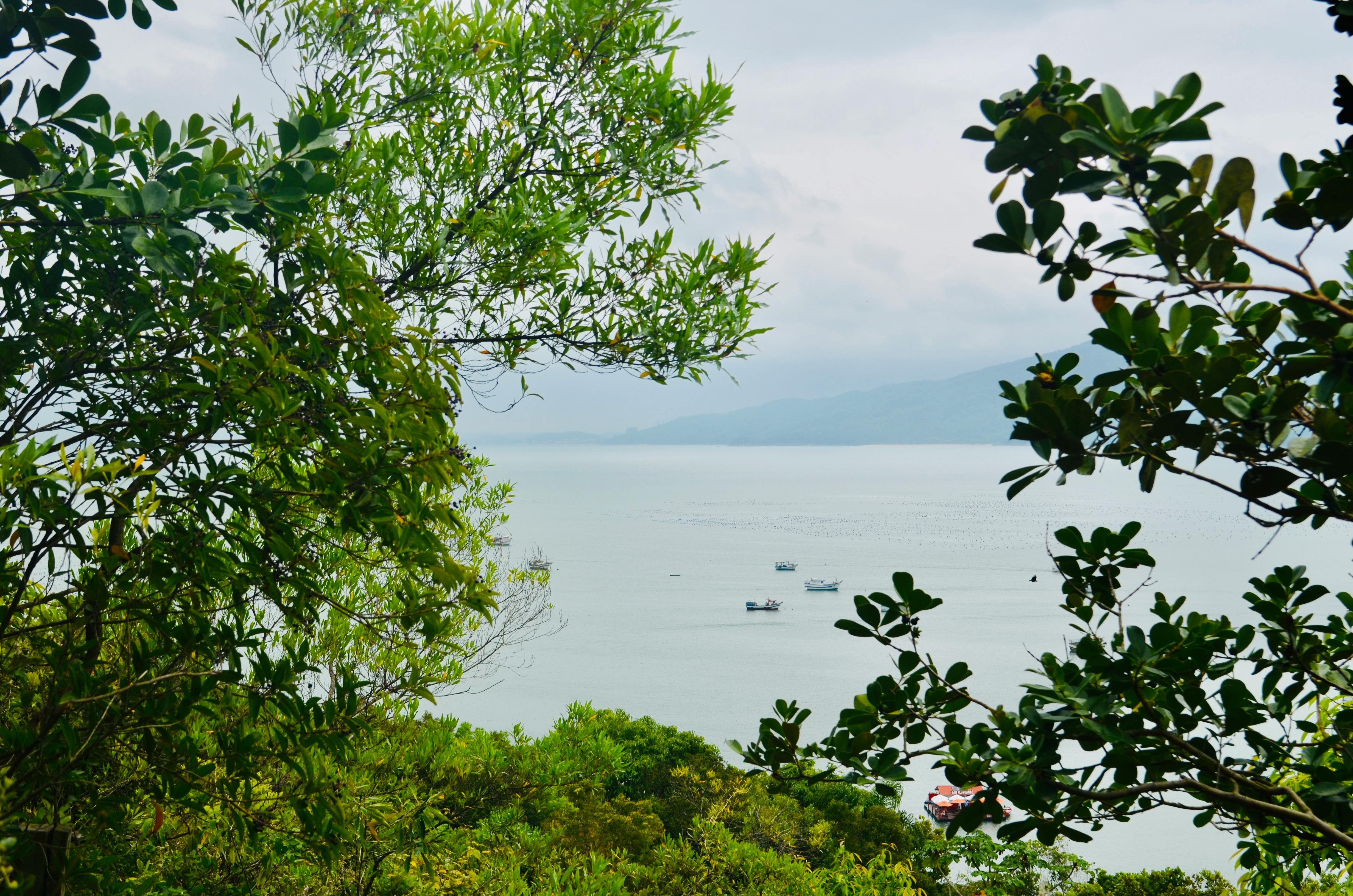 Green Trees near Ocean · Free Stock Photo