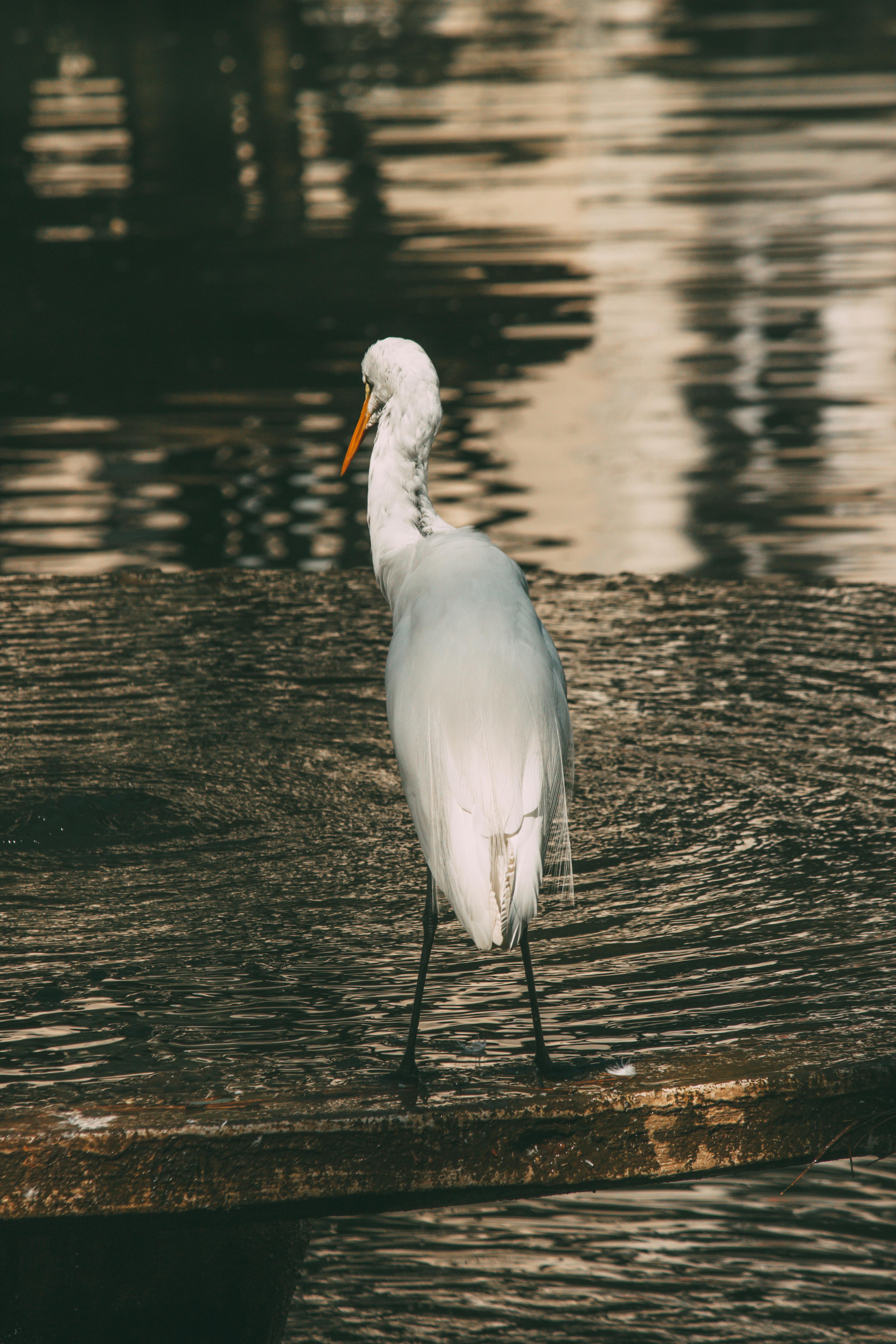 Photo of a White Bird · Free Stock Photo