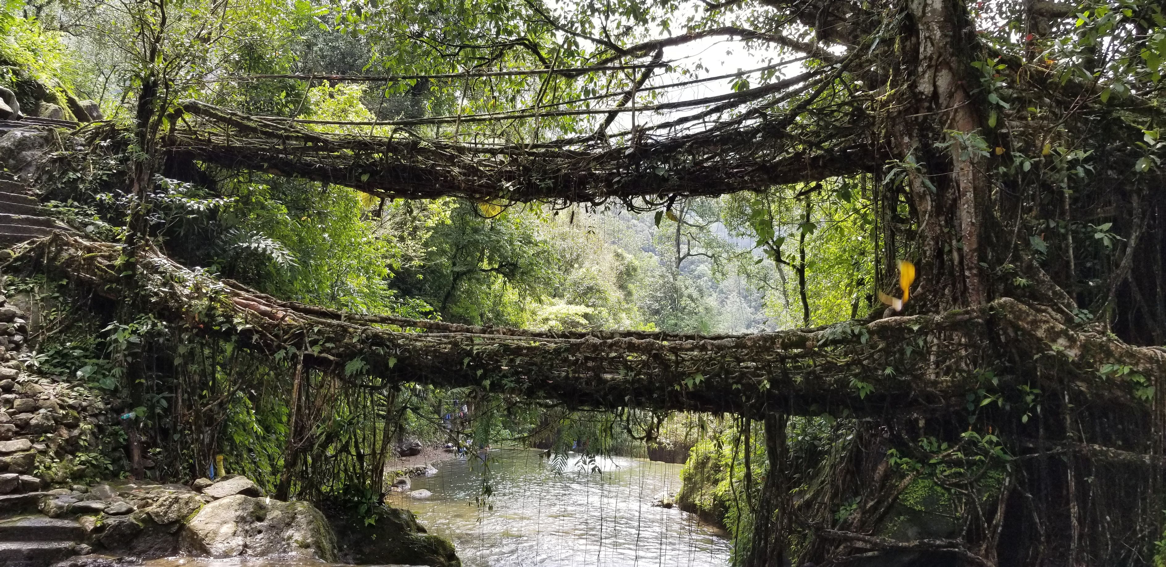 Free Stock Photo Of Double Root Bridge free-stock-photo-of-double-root-bridge