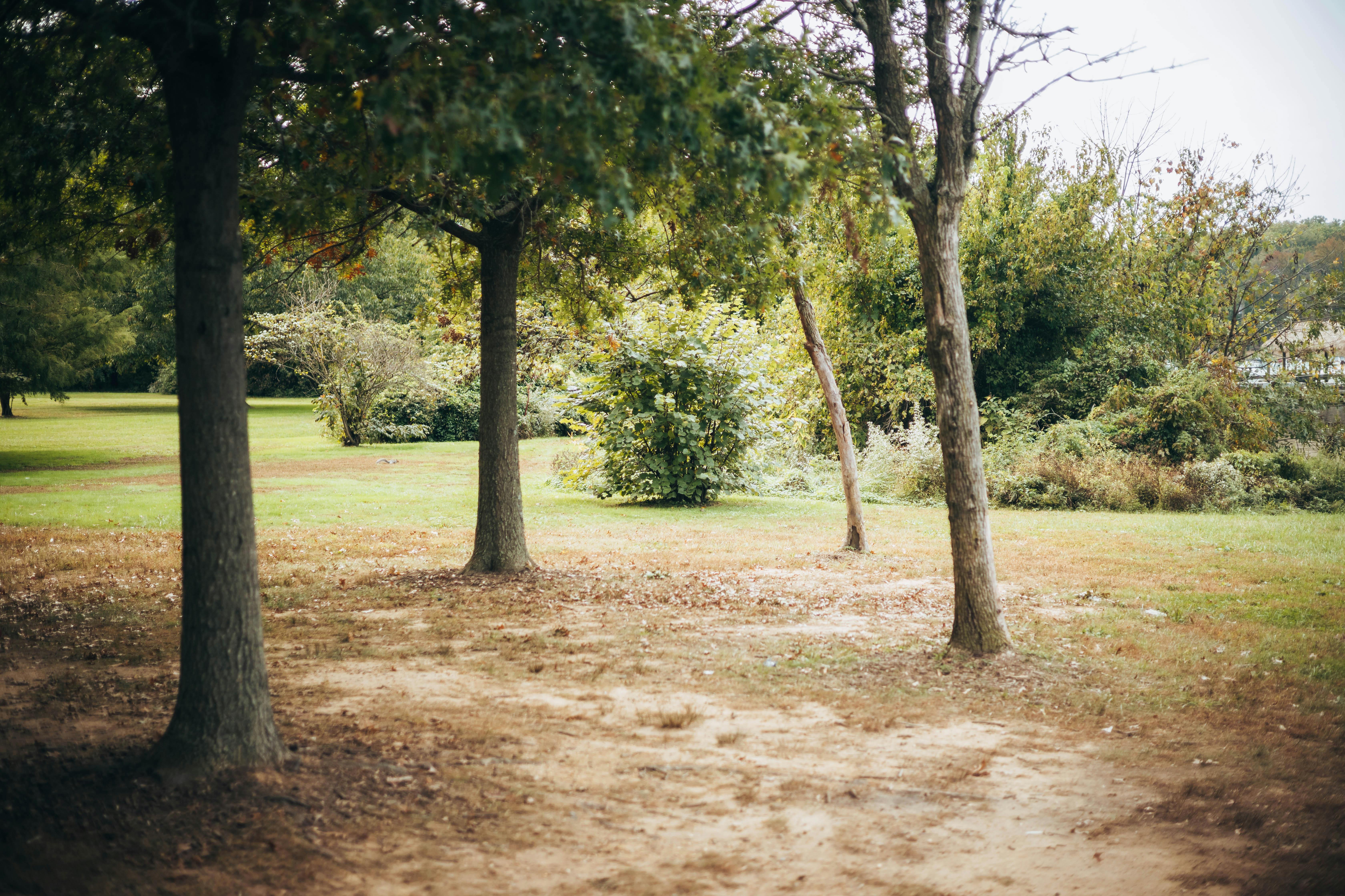 Trees in Park · Free Stock Photo