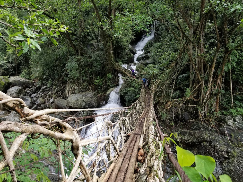 Free Stock Photo Of Root Bridge free-stock-photo-of-root-bridge