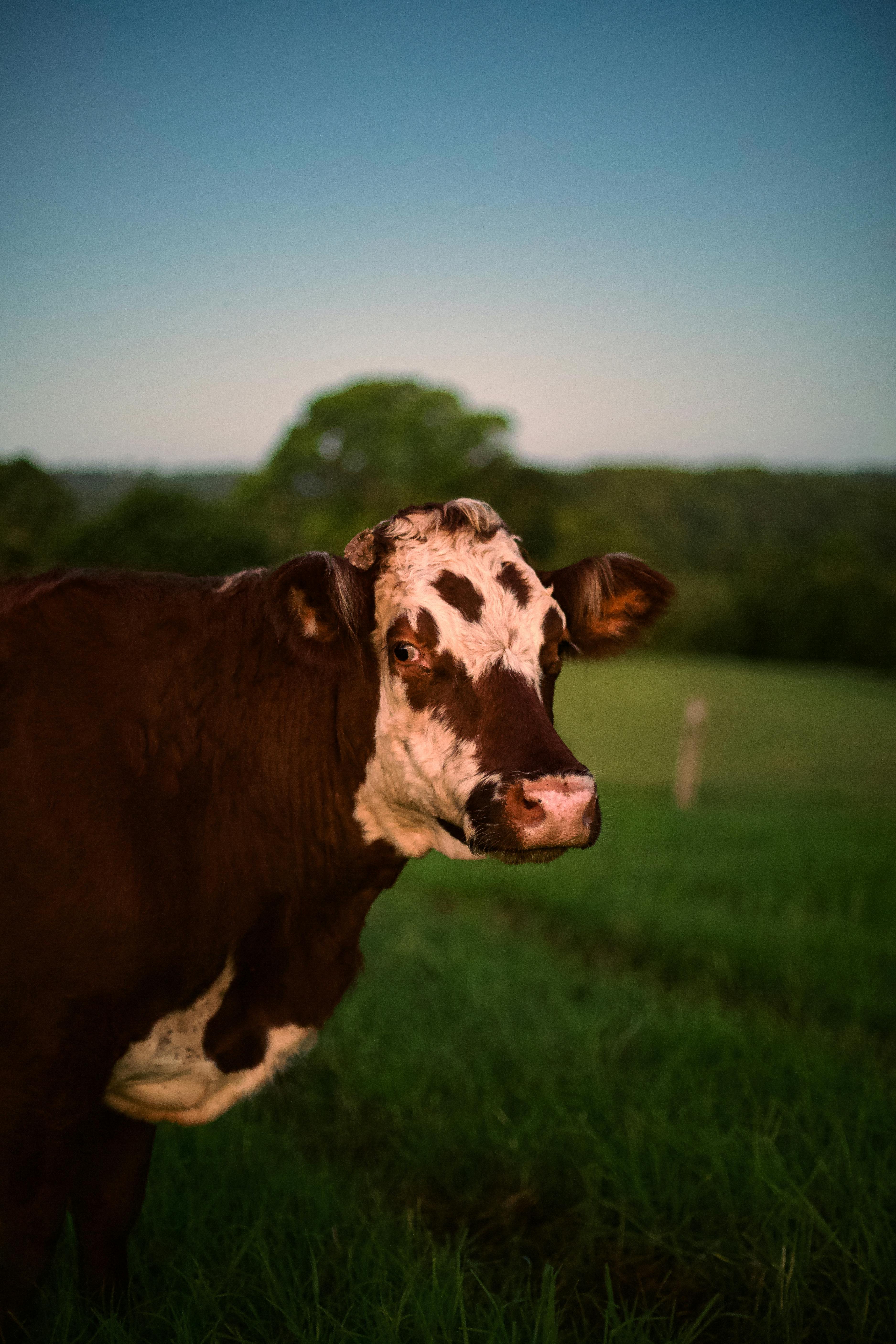 Cow in Close Up Photography · Free Stock Photo