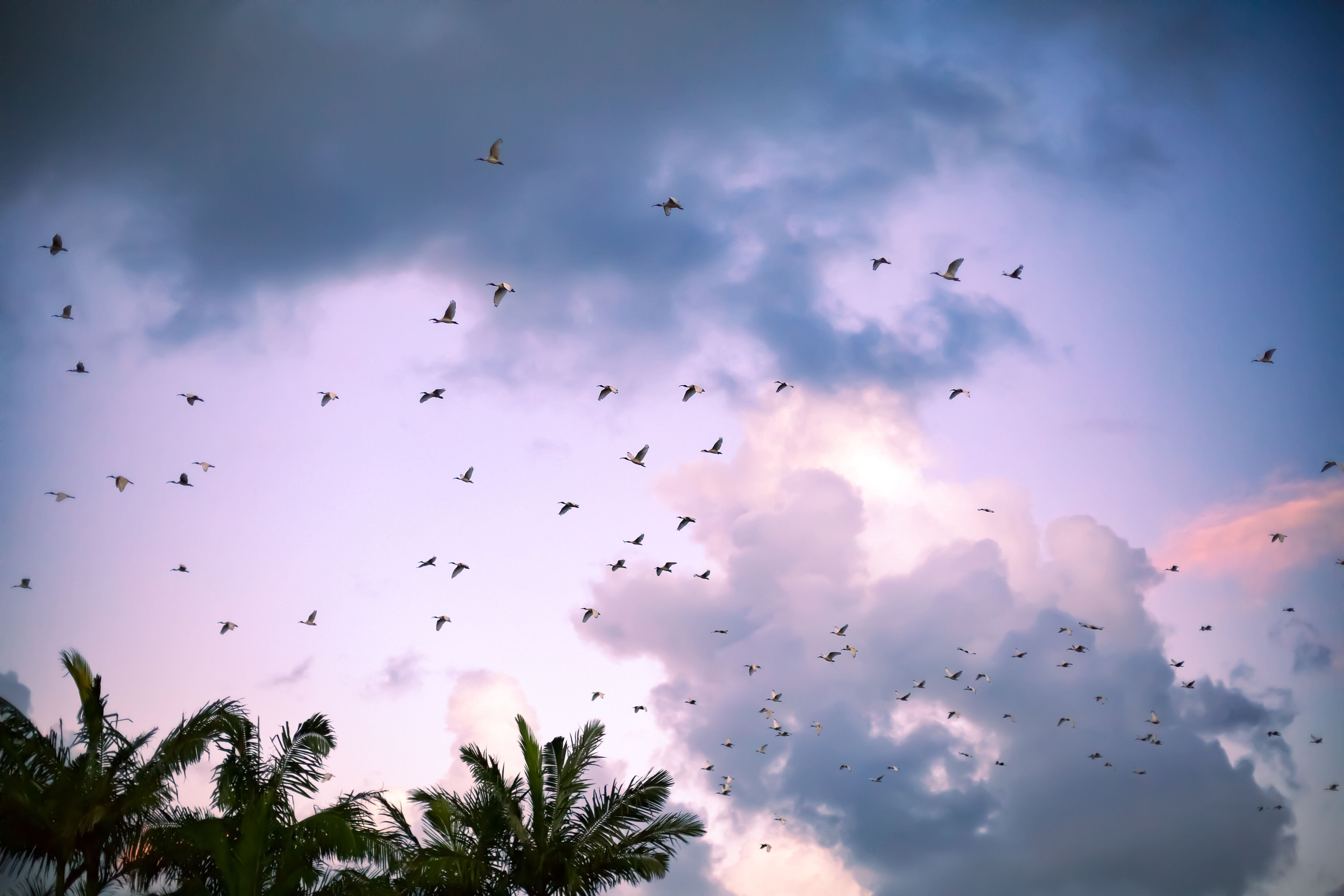 Bird Flying over Treetops of Palm Trees · Free Stock Photo