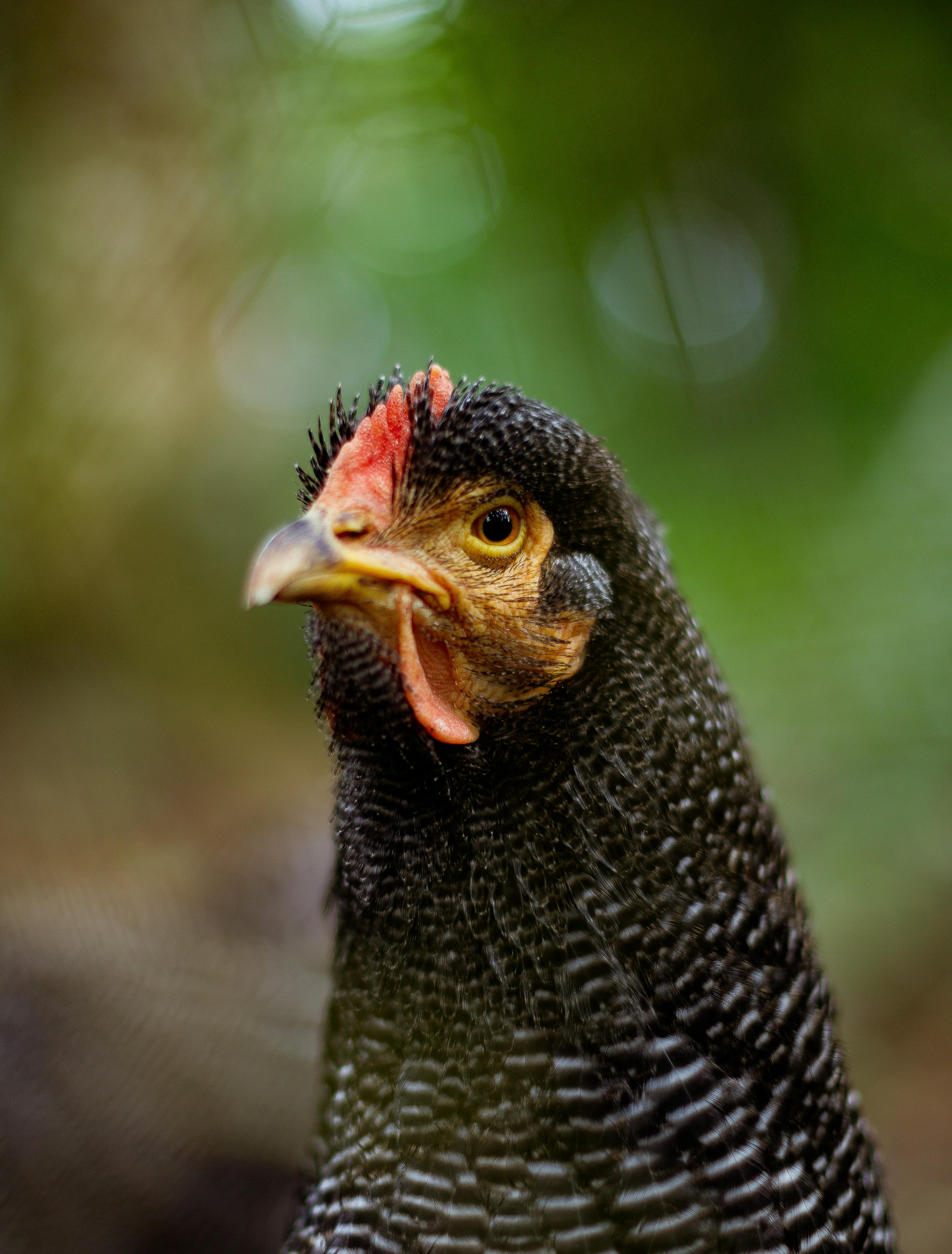 Chicken War Photos, Download Free Chicken War Stock Photos & HD Images