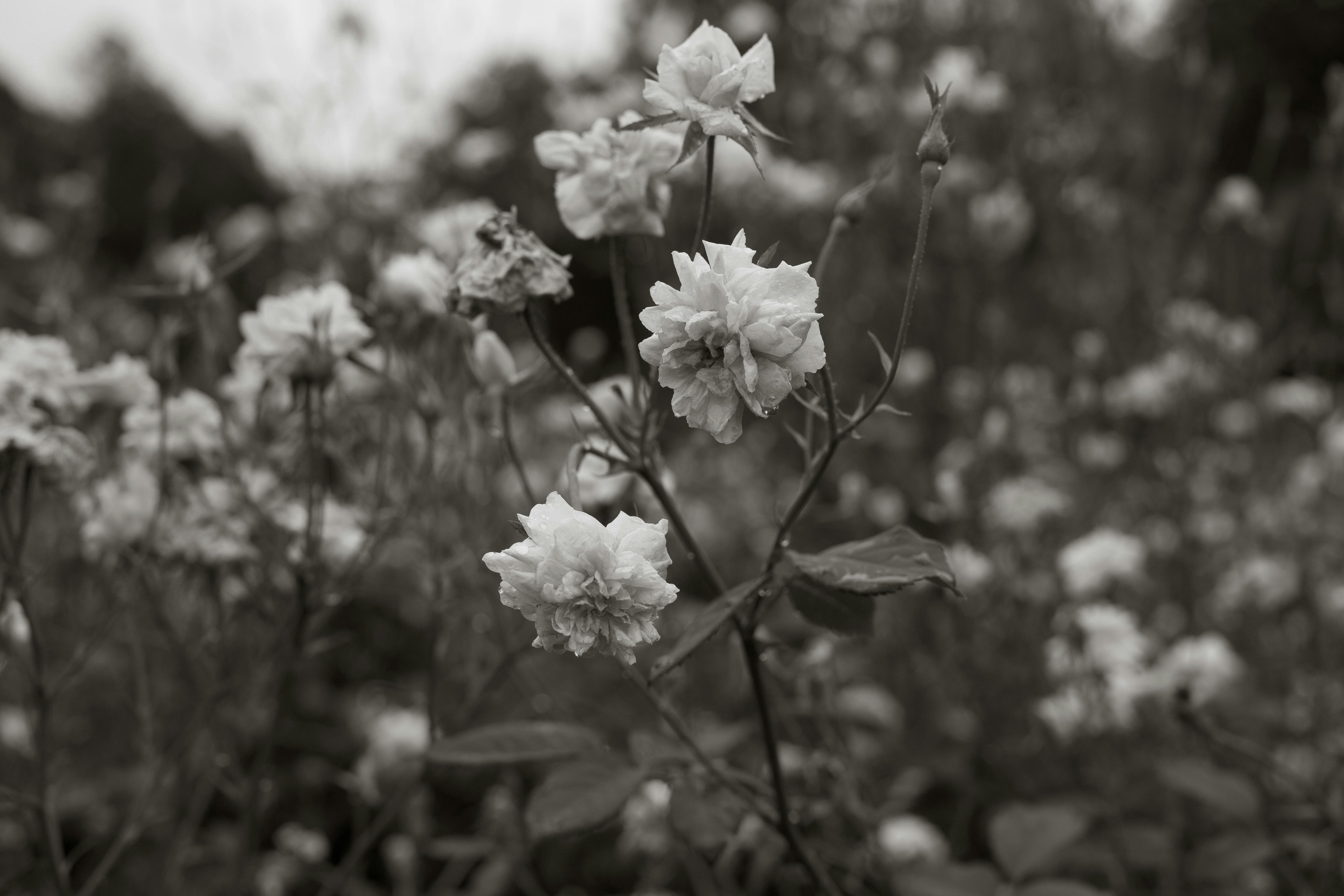 Grayscale Photo of Flowers · Free Stock Photo