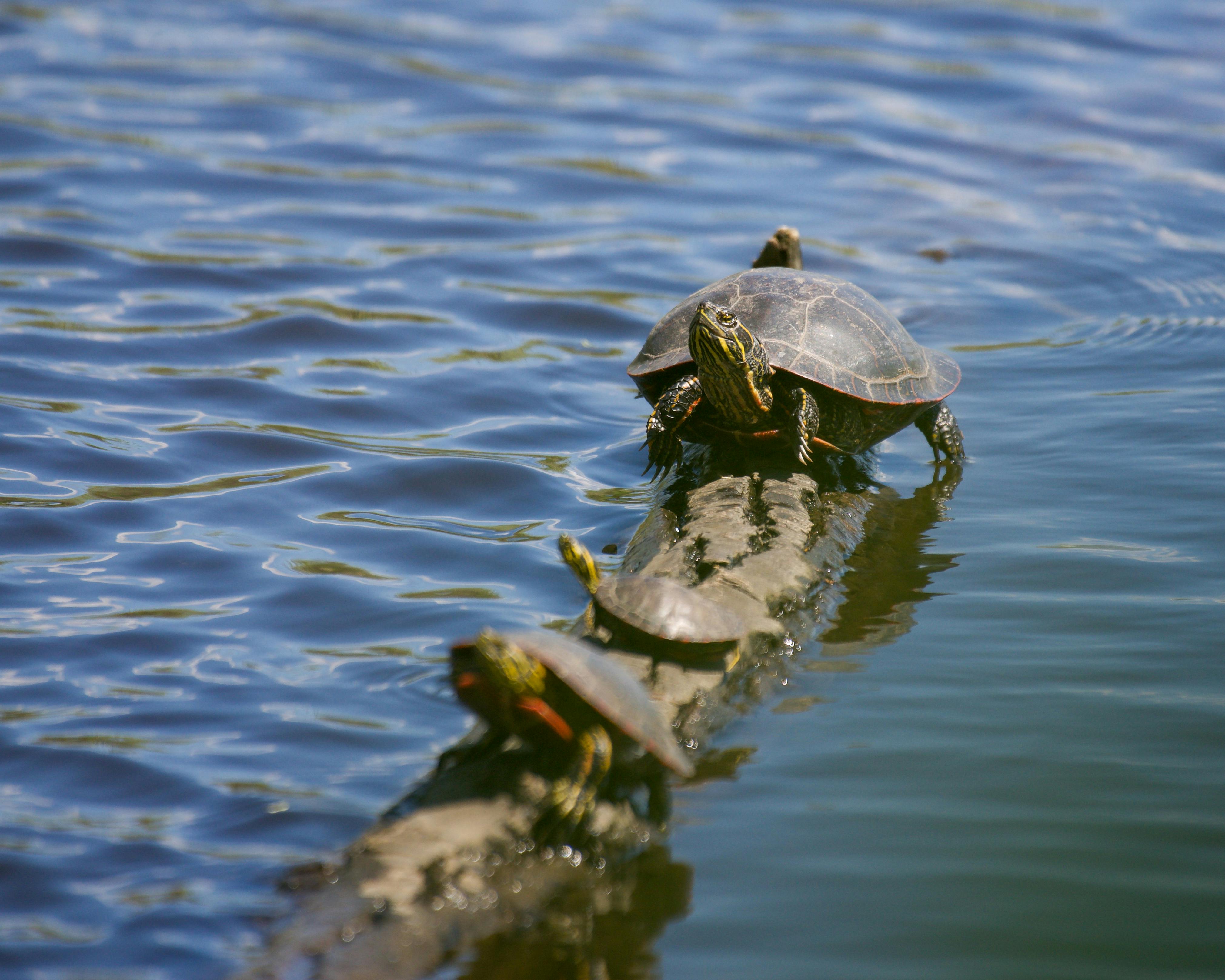 Selective Focus Photography of Turtle on Bench · Free Stock Photo