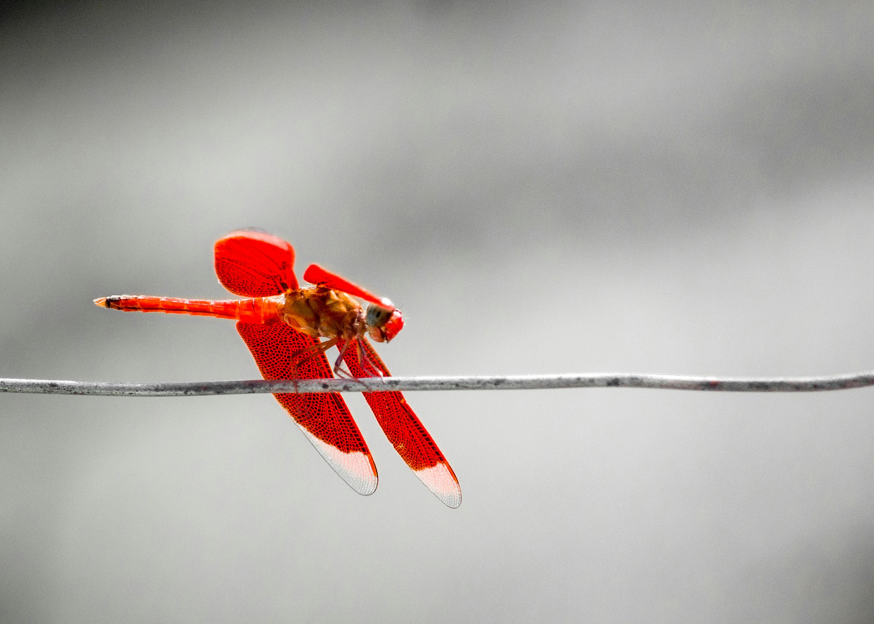 RENDAN CATIPAY - 摄影