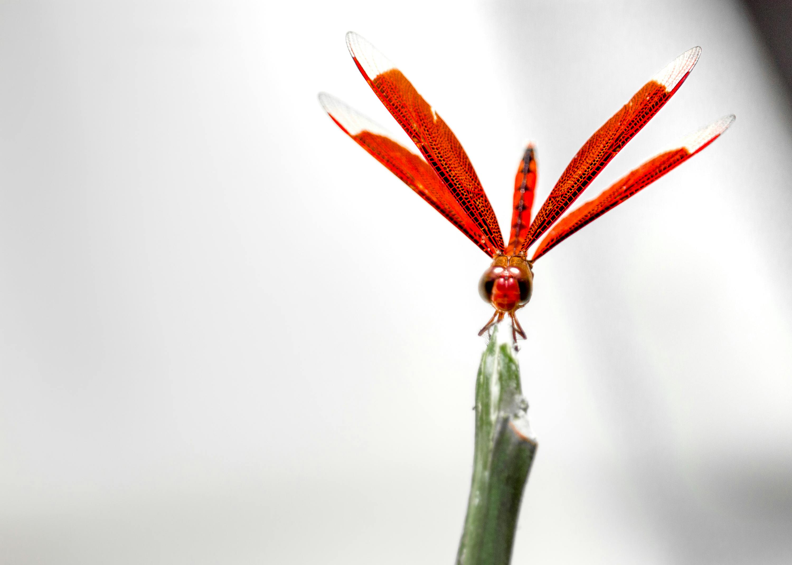 RENDAN CATIPAY - 摄影