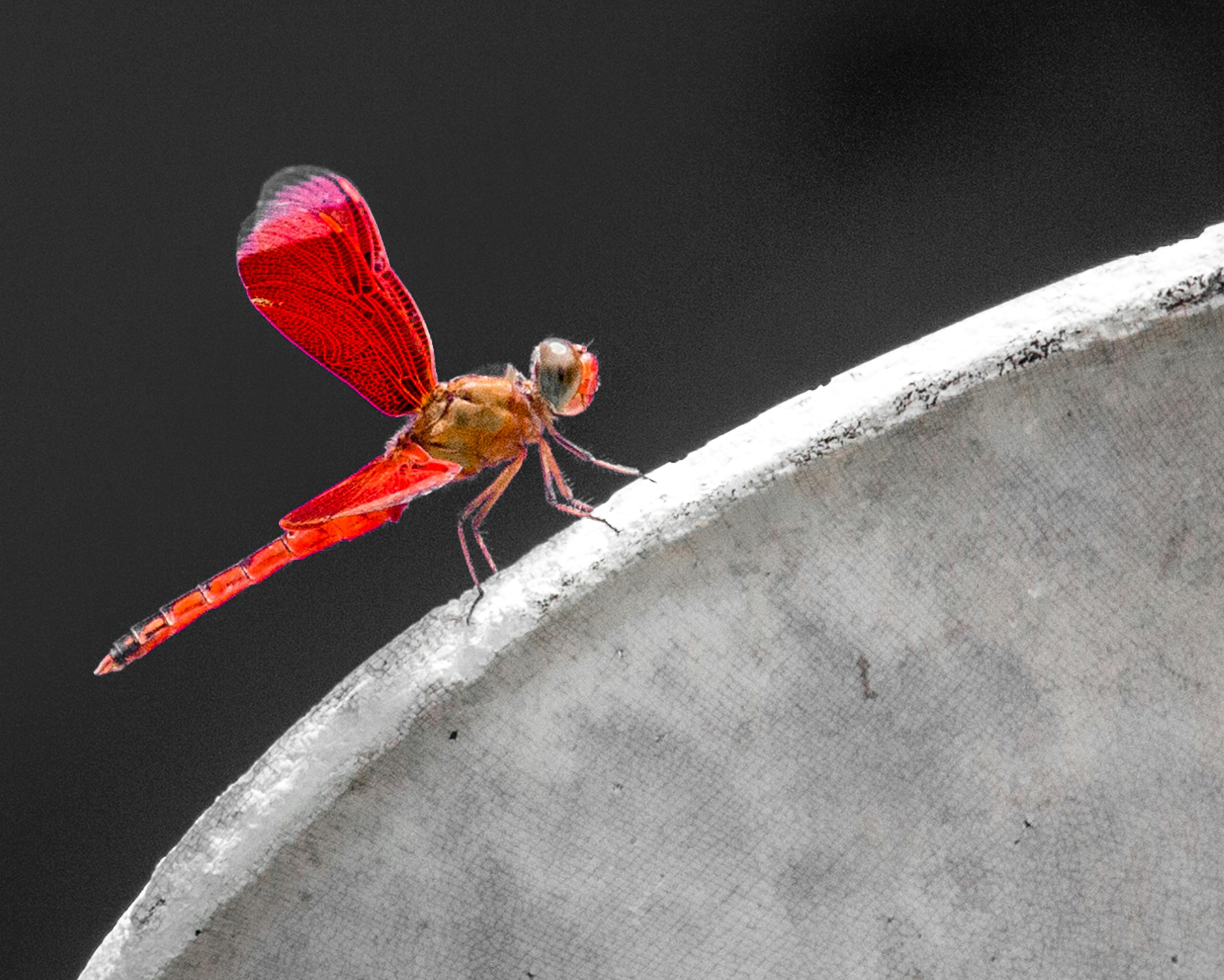 RENDAN CATIPAY - 摄影