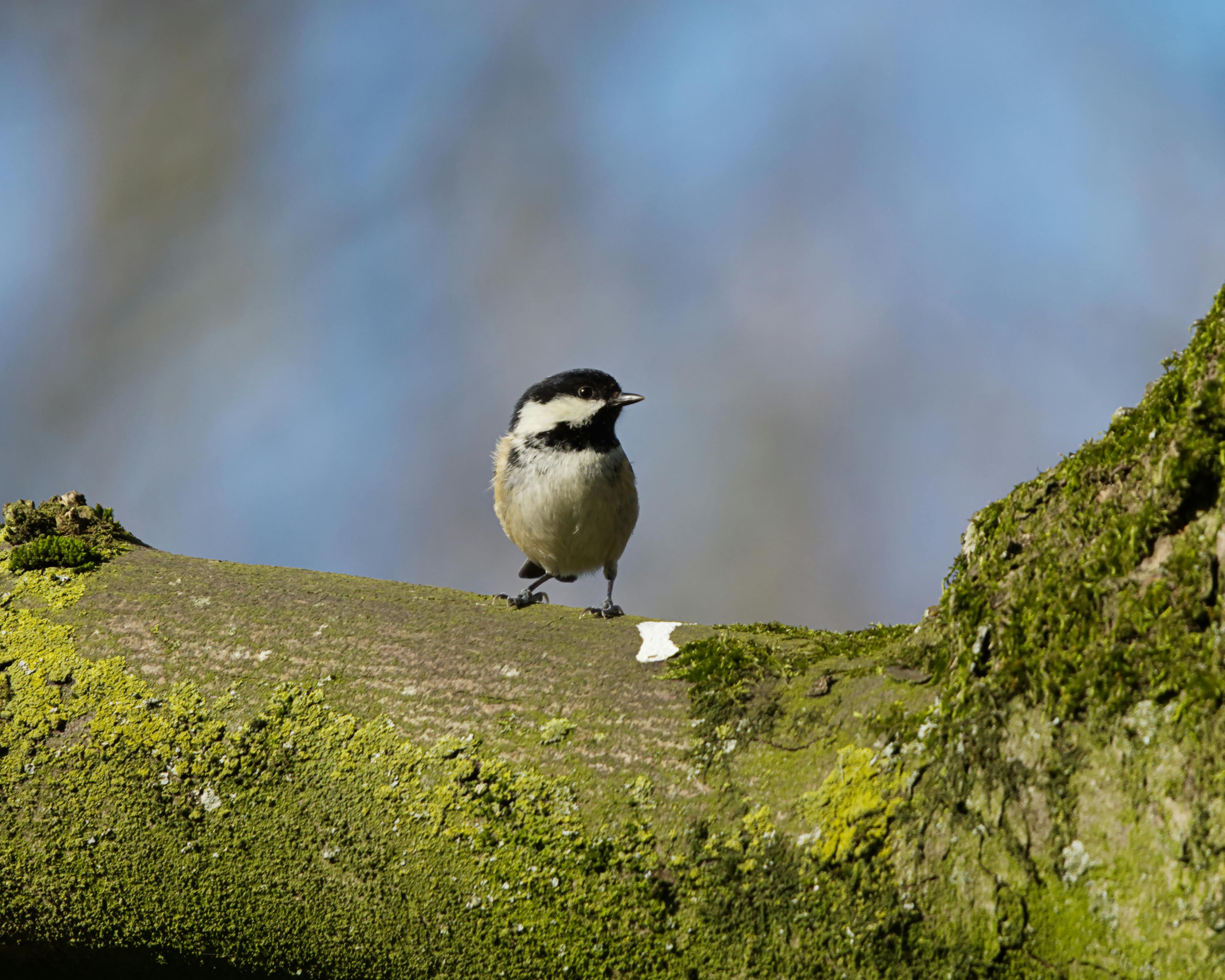A Long-tailed Tit Bird in Close-up Shot · Free Stock Photo