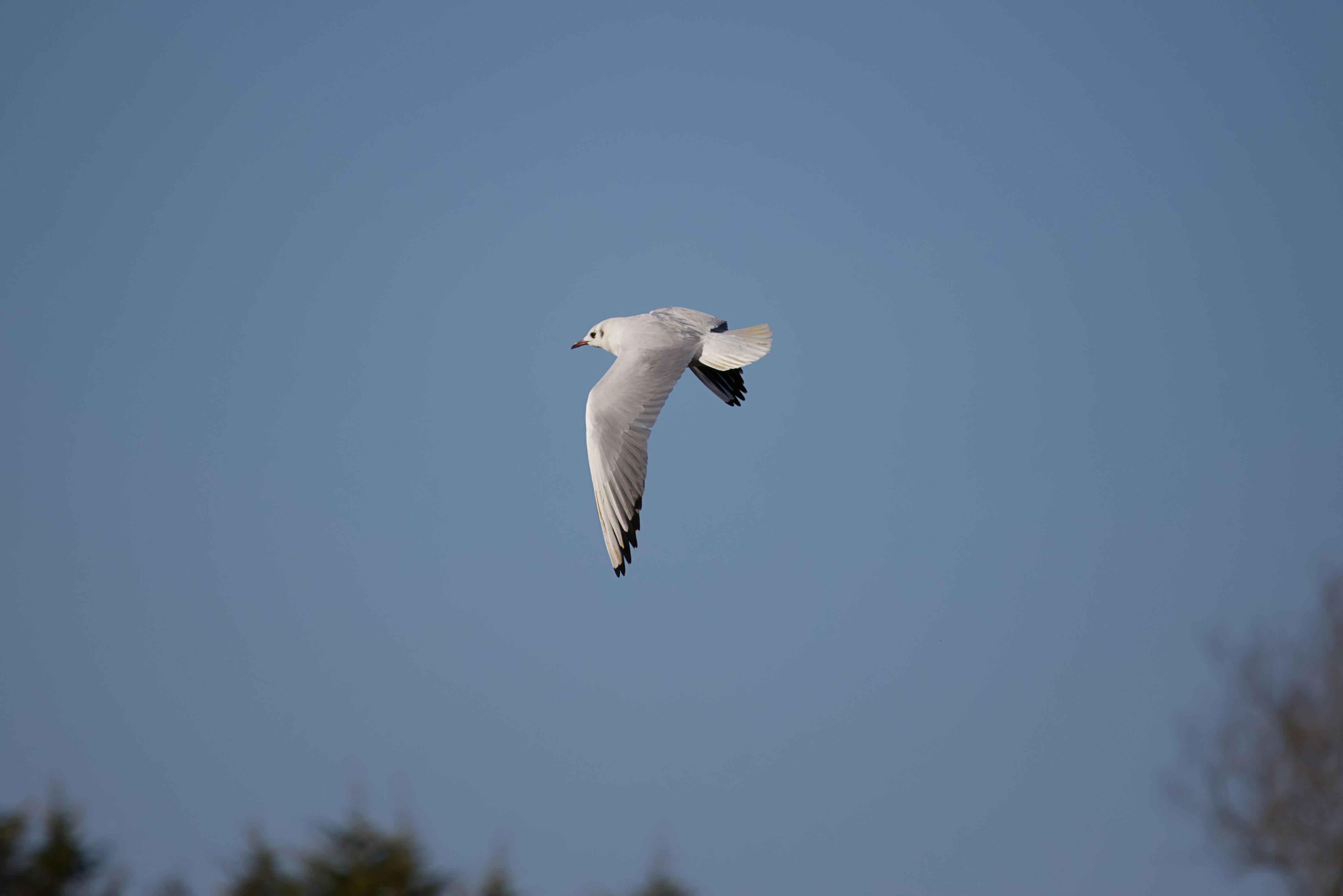 Which Is The Only Bird That Can Fly Backward?