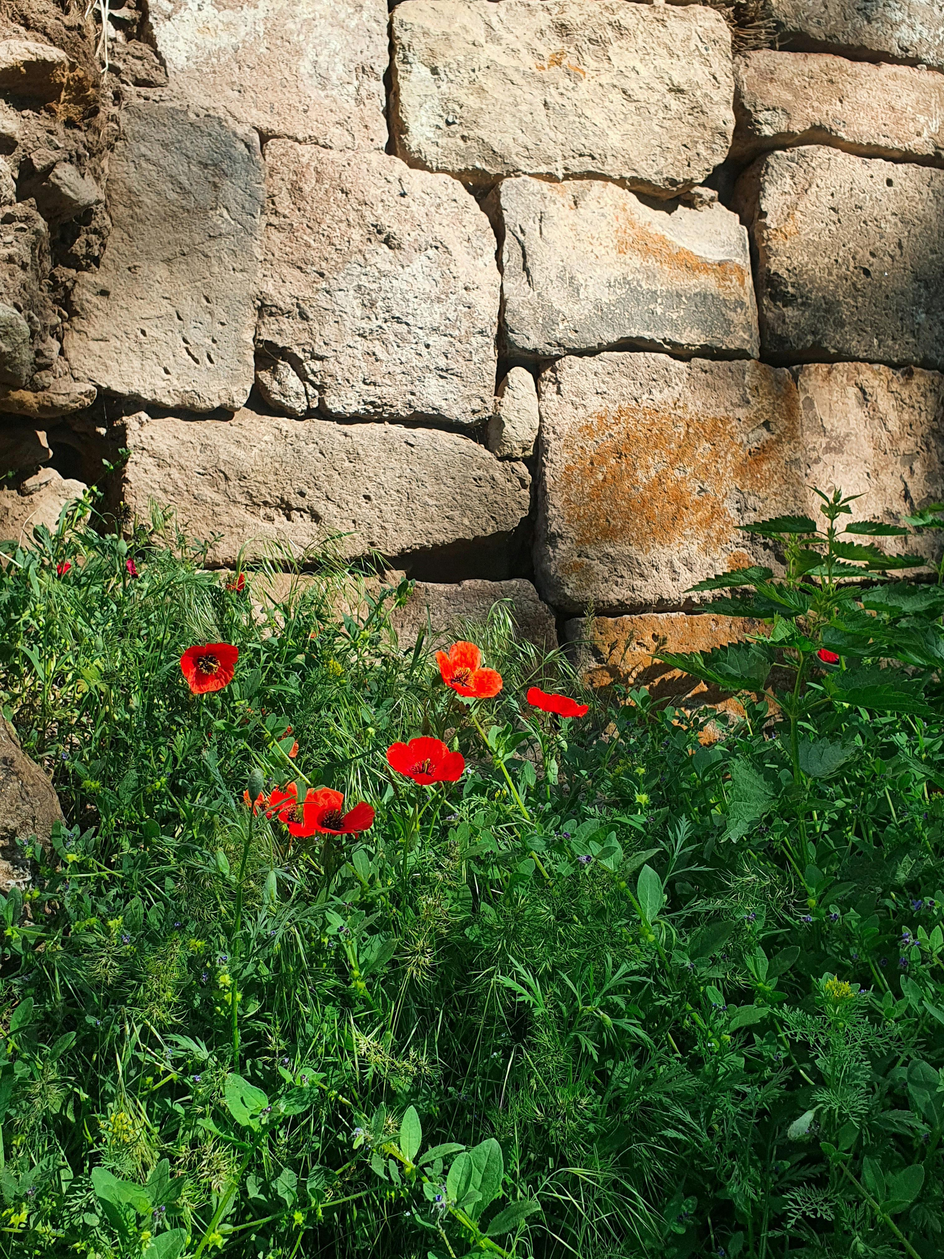 Poppy Flowers and a Stone Wall · Free Stock Photo