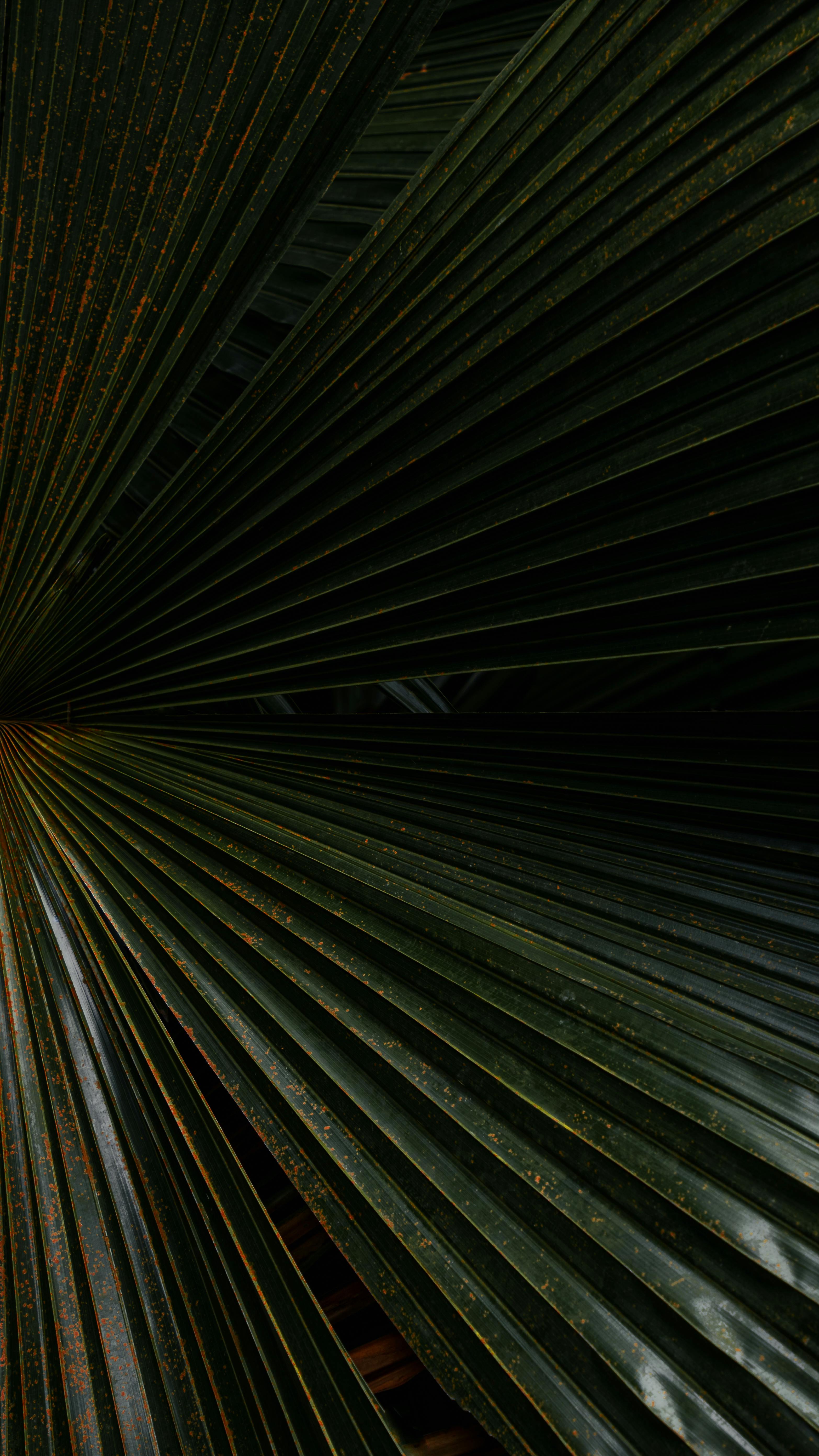 1+ Million Royalty Free Images · Pexels