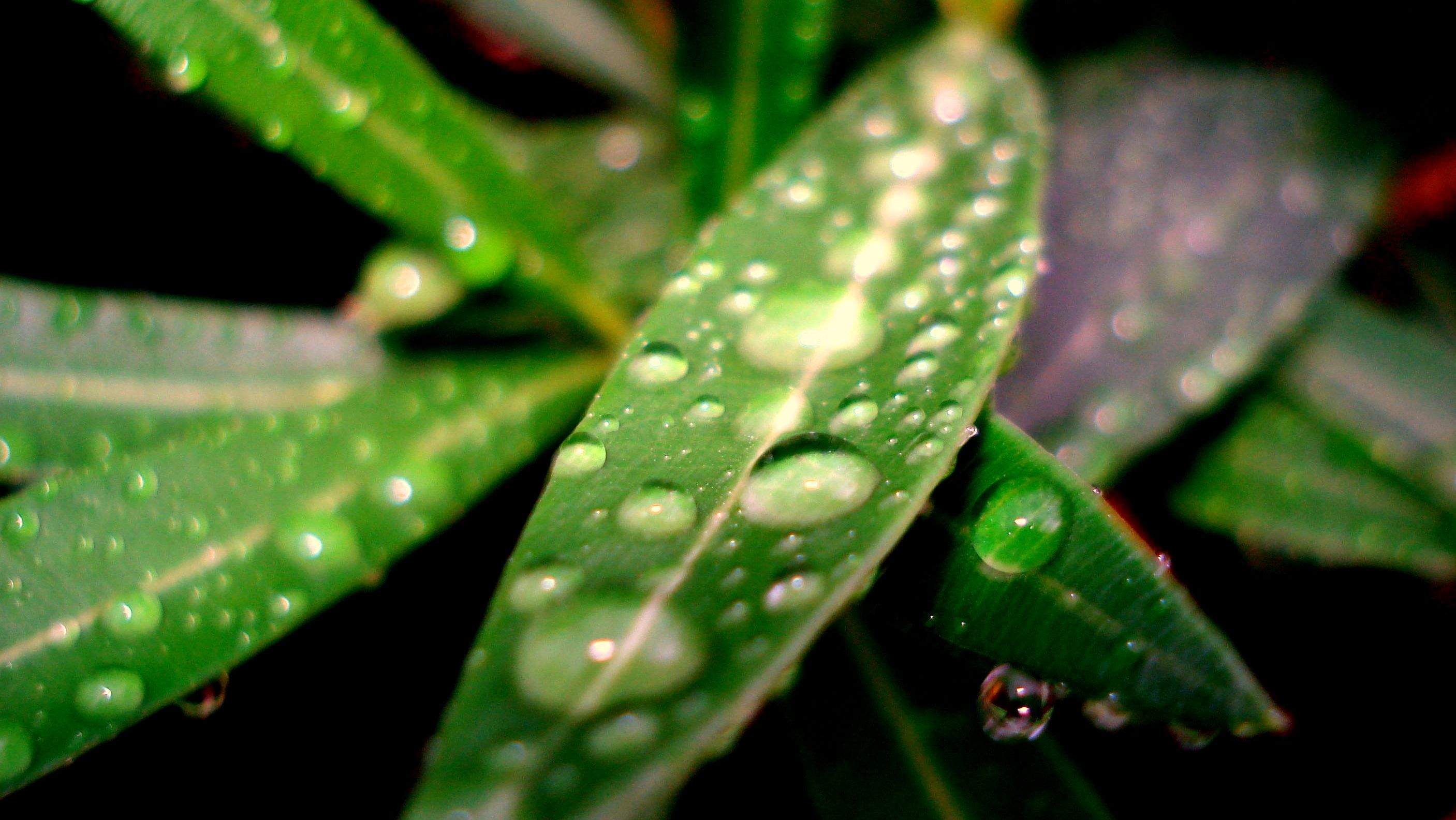 Free stock photo of green, insect
