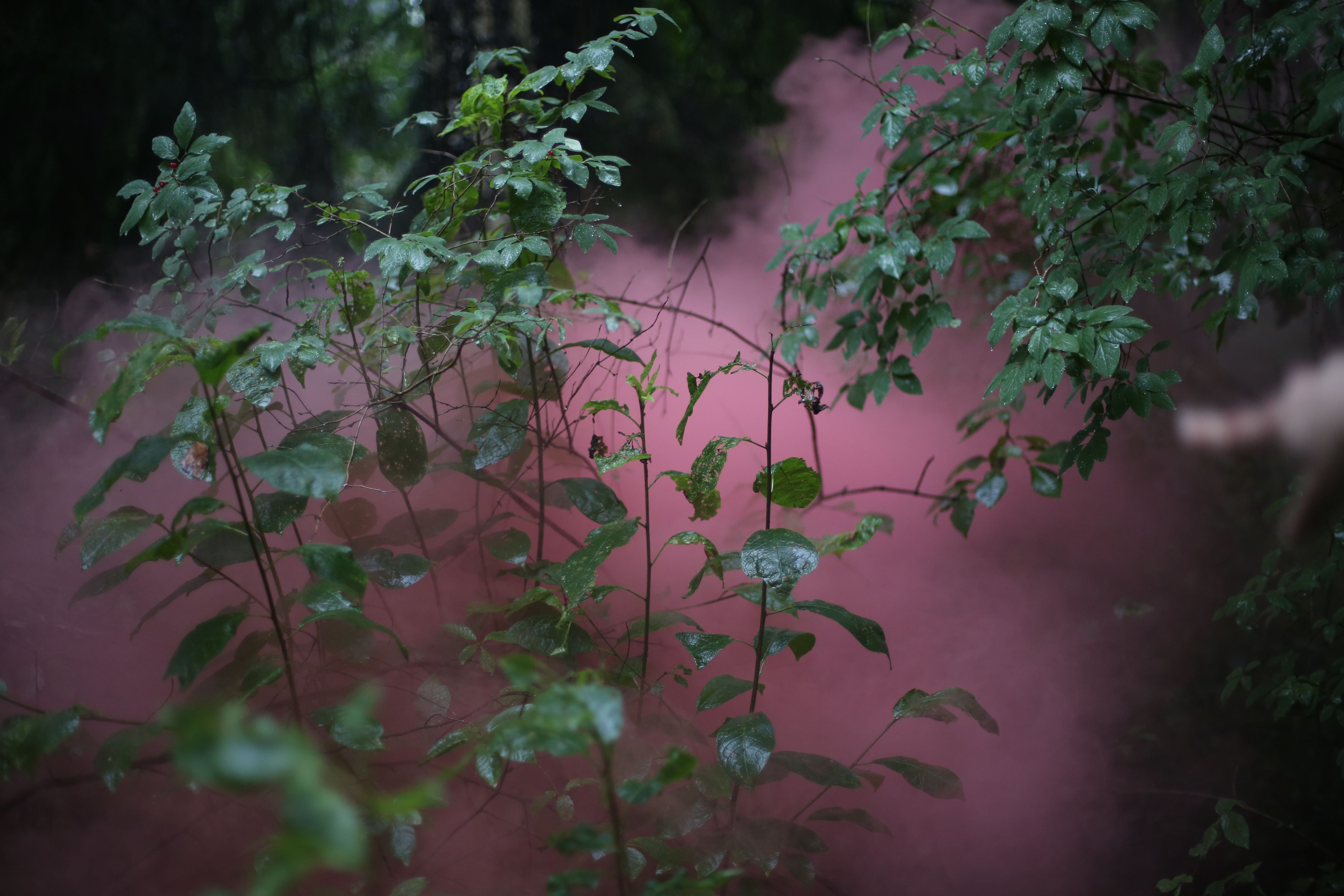 Plants with Leaves in Smoke · Free Stock Photo