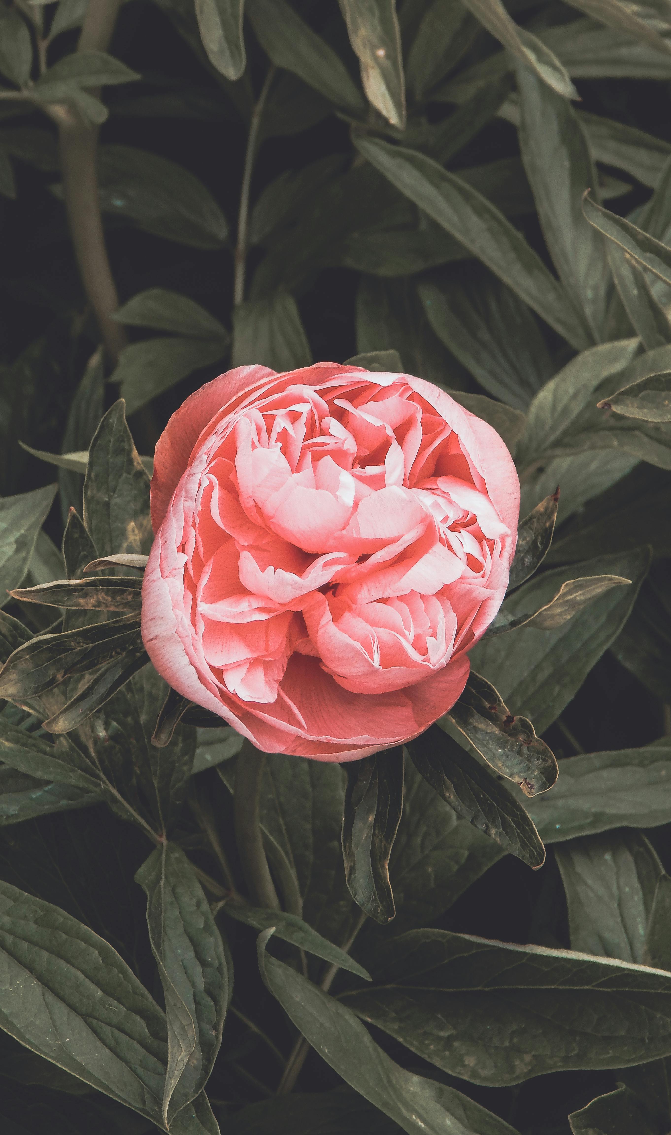 Photo of a Pink Rose in Bloom · Free Stock Photo
