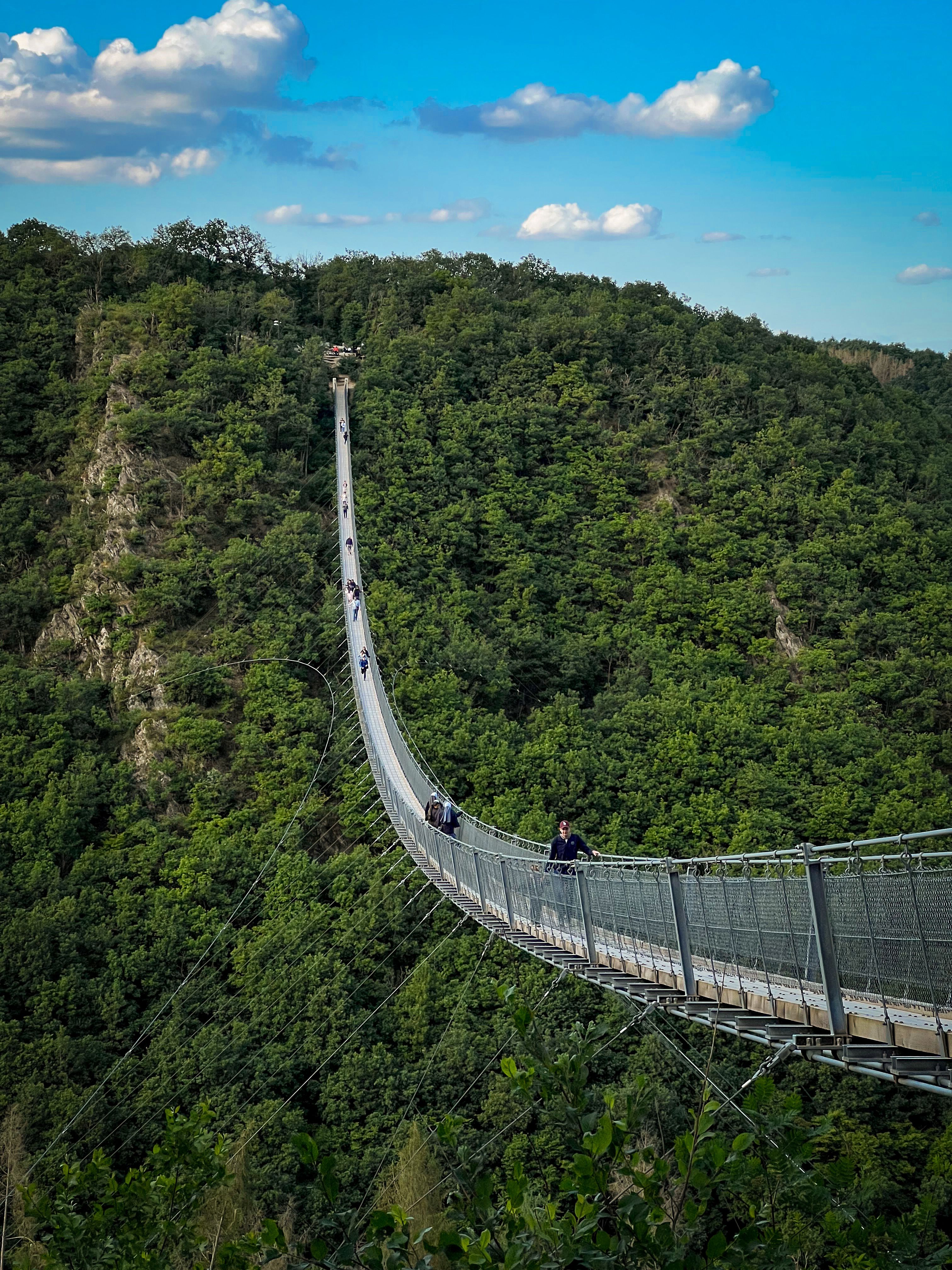 A Hanging Bridge in the Forest · Free Stock Photo